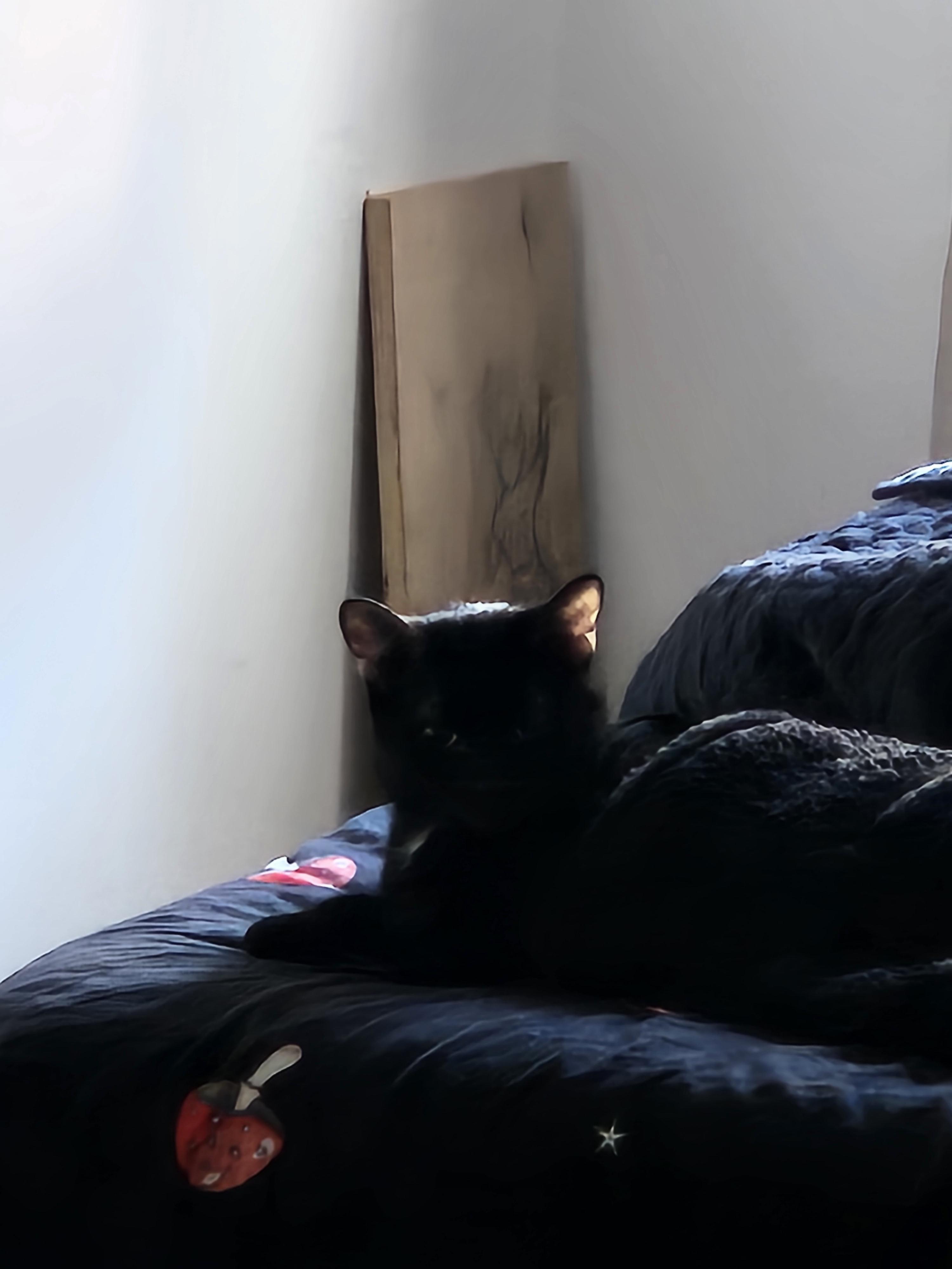 Sentient blanket | Scrolller