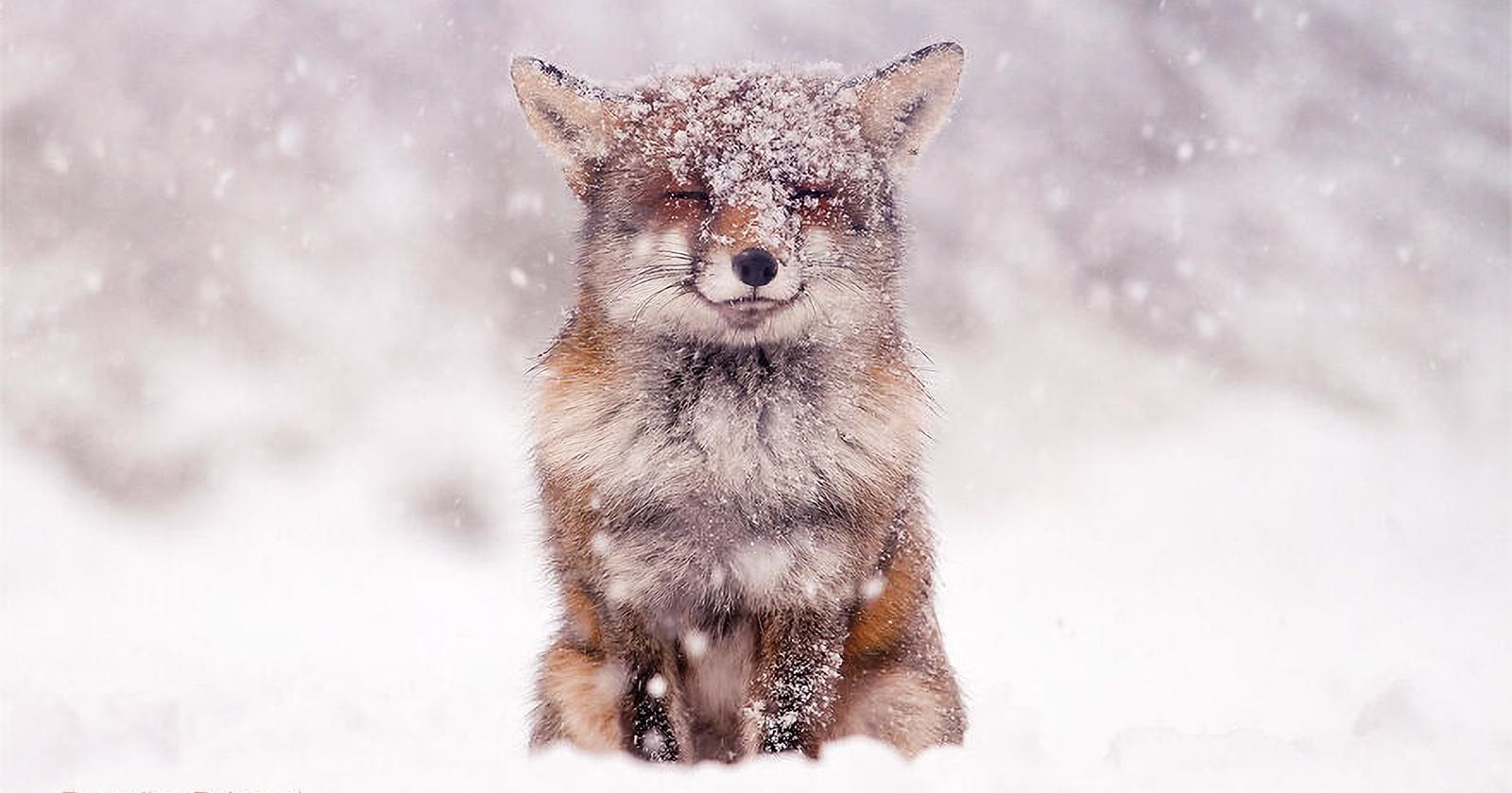 Discover more like Foxes: Red fox and Related Content | Scrolller