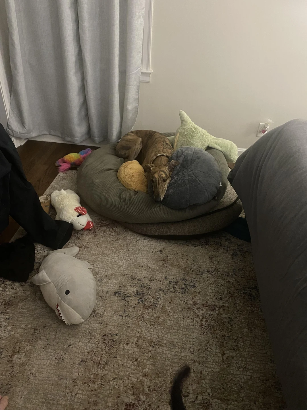 Things Leroy does not like: thunder. Things Leroy does like: his pillows | Scrolller