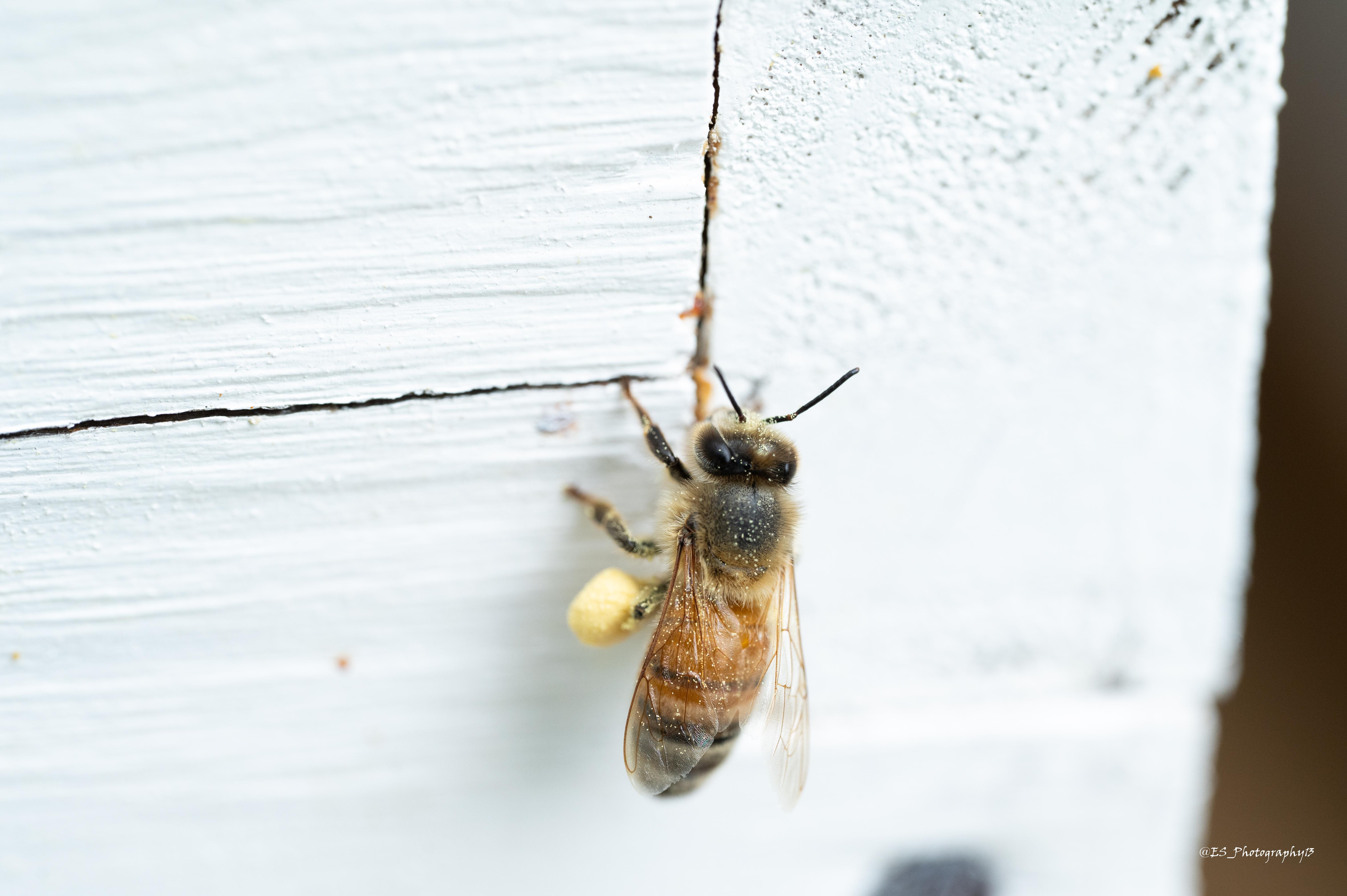 Pollen loaded Honey Bee | Scrolller