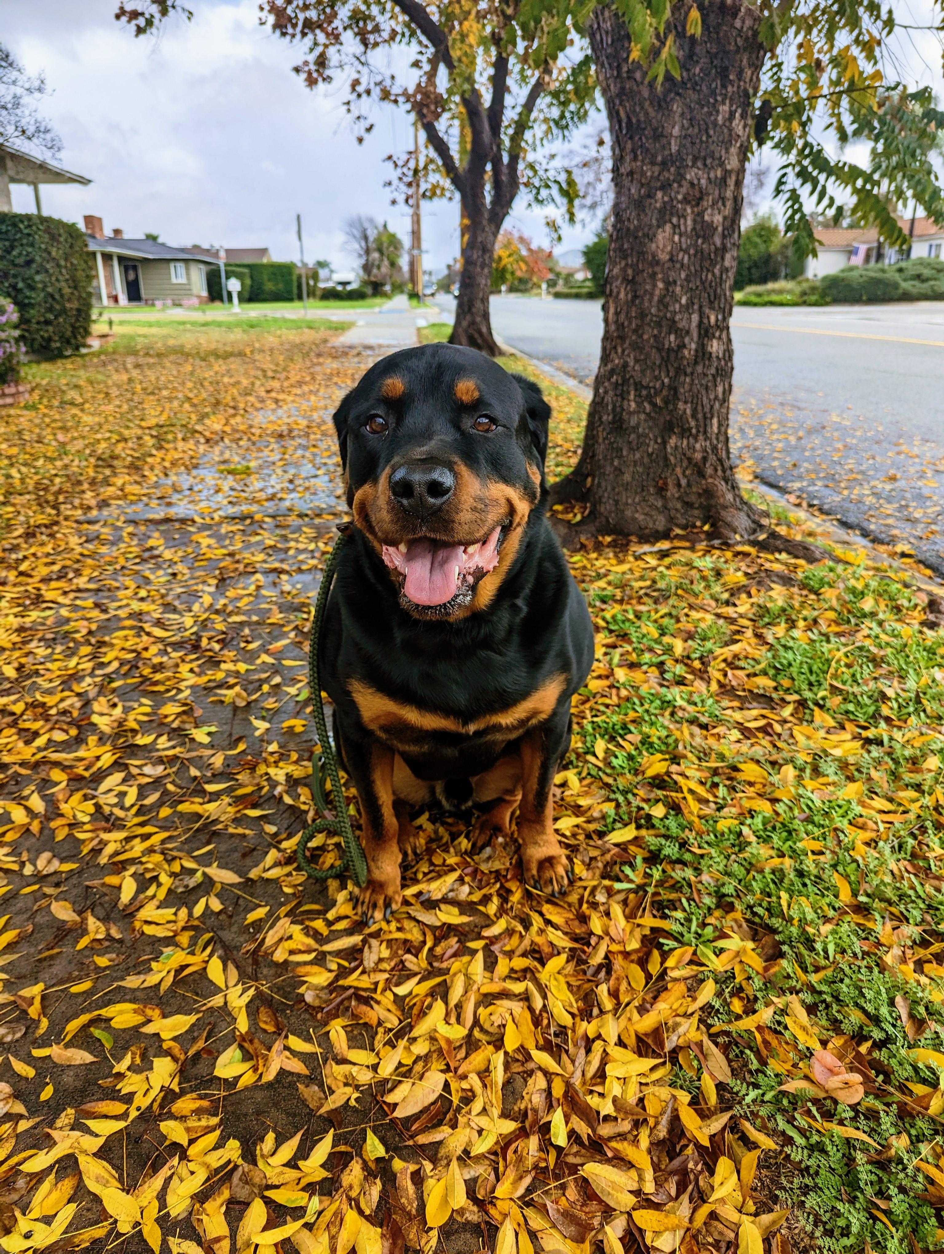 Enjoying Fall Walks | Scrolller