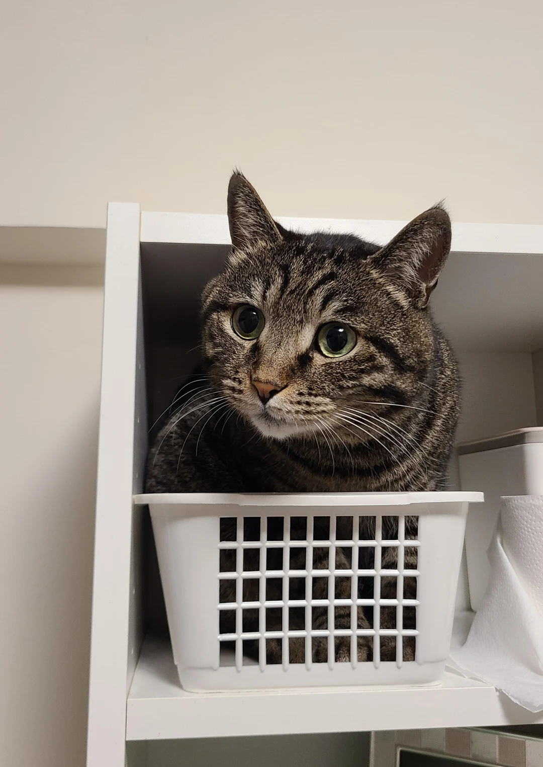 Caught one on the shelf! | Scrolller