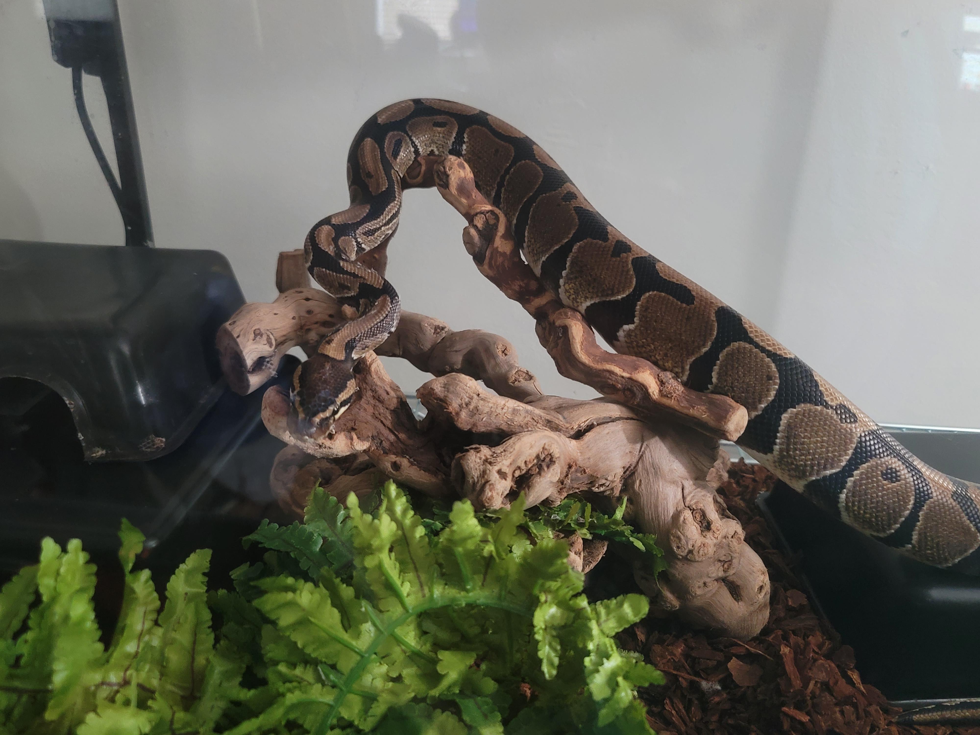 My enclosure setup | Scrolller