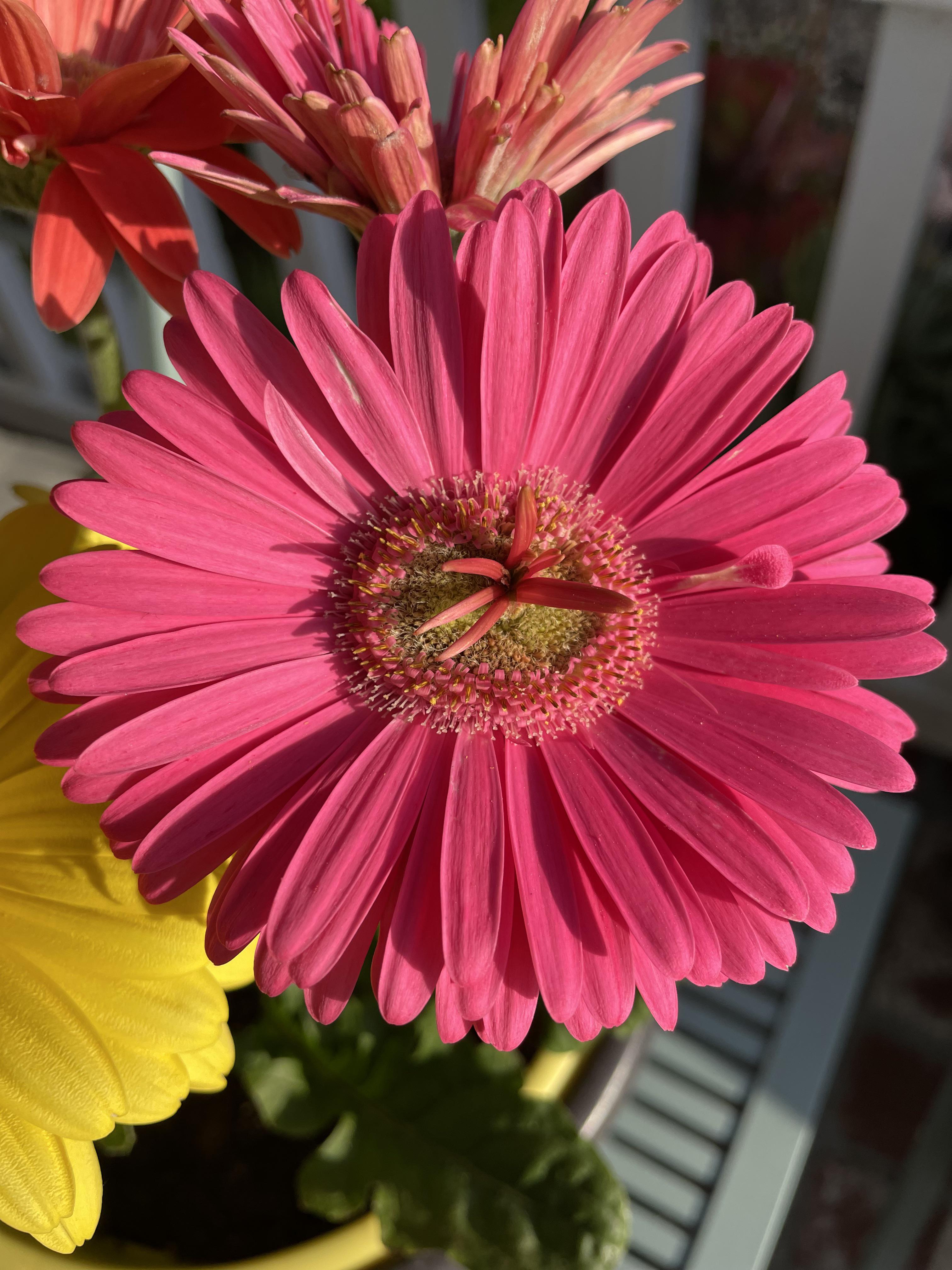 Odd Gerbera Daisy | Scrolller
