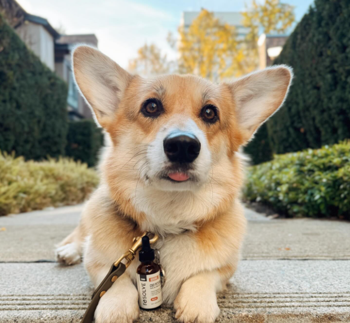 cute blep | Scrolller