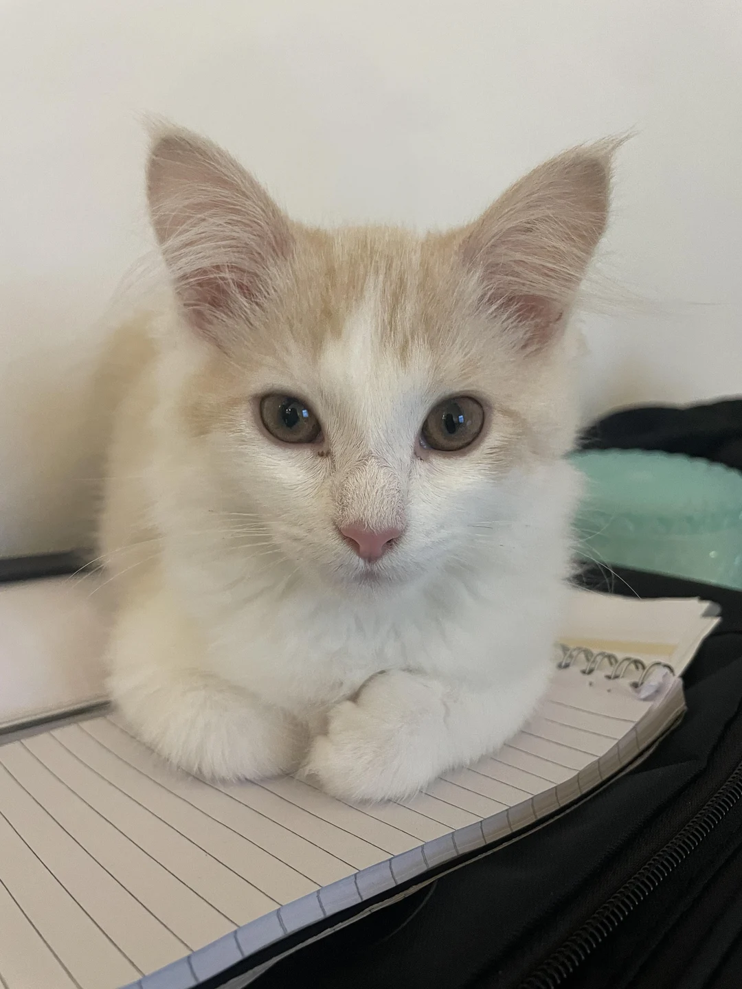 My kittens first documented loaf… seen better | Scrolller