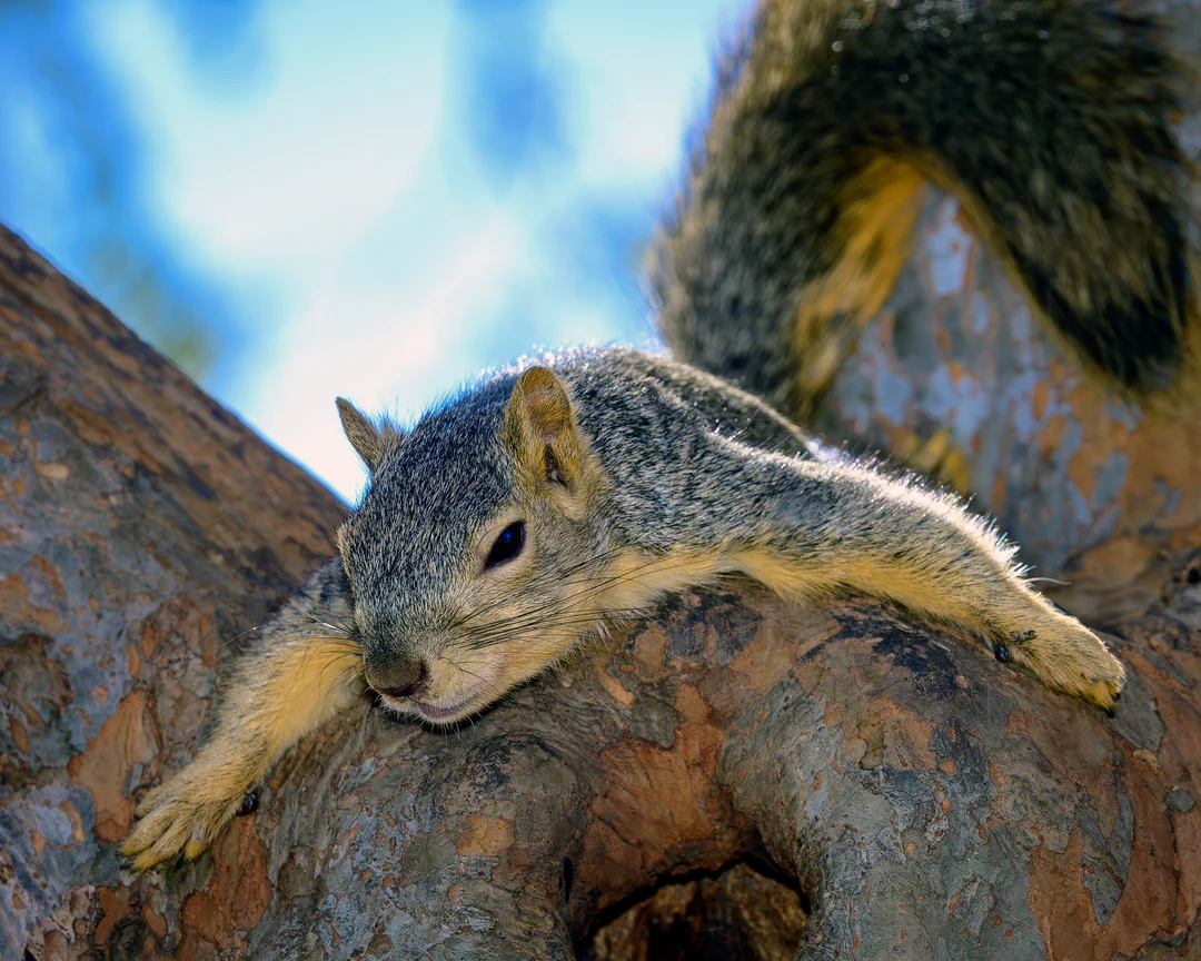 Hot Day Squirrel | Scrolller