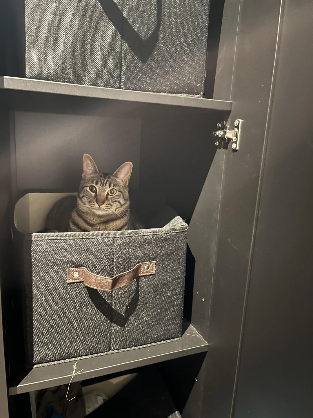 Cat trap is working | Scrolller