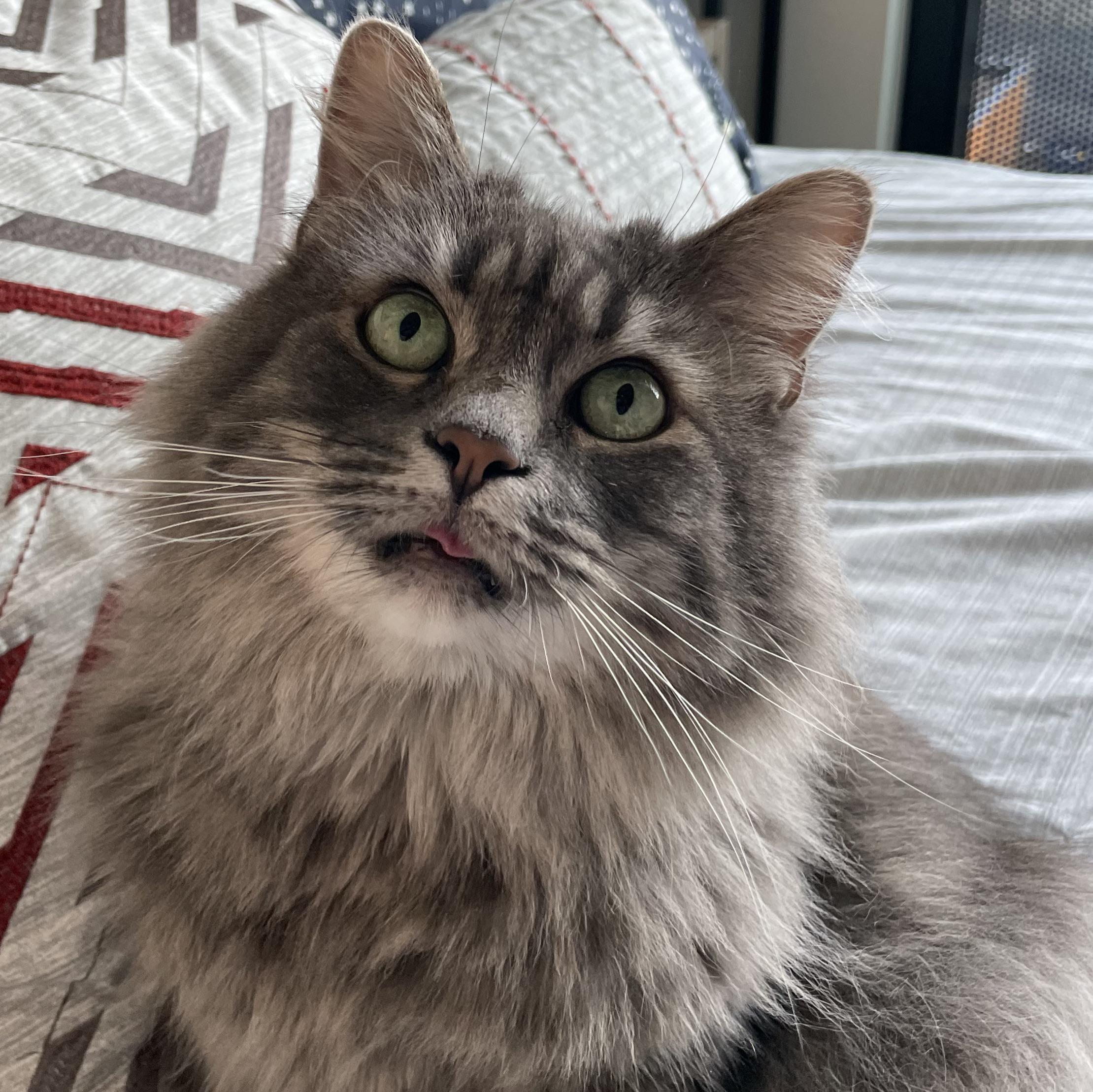 Pre-nap Blep | Scrolller
