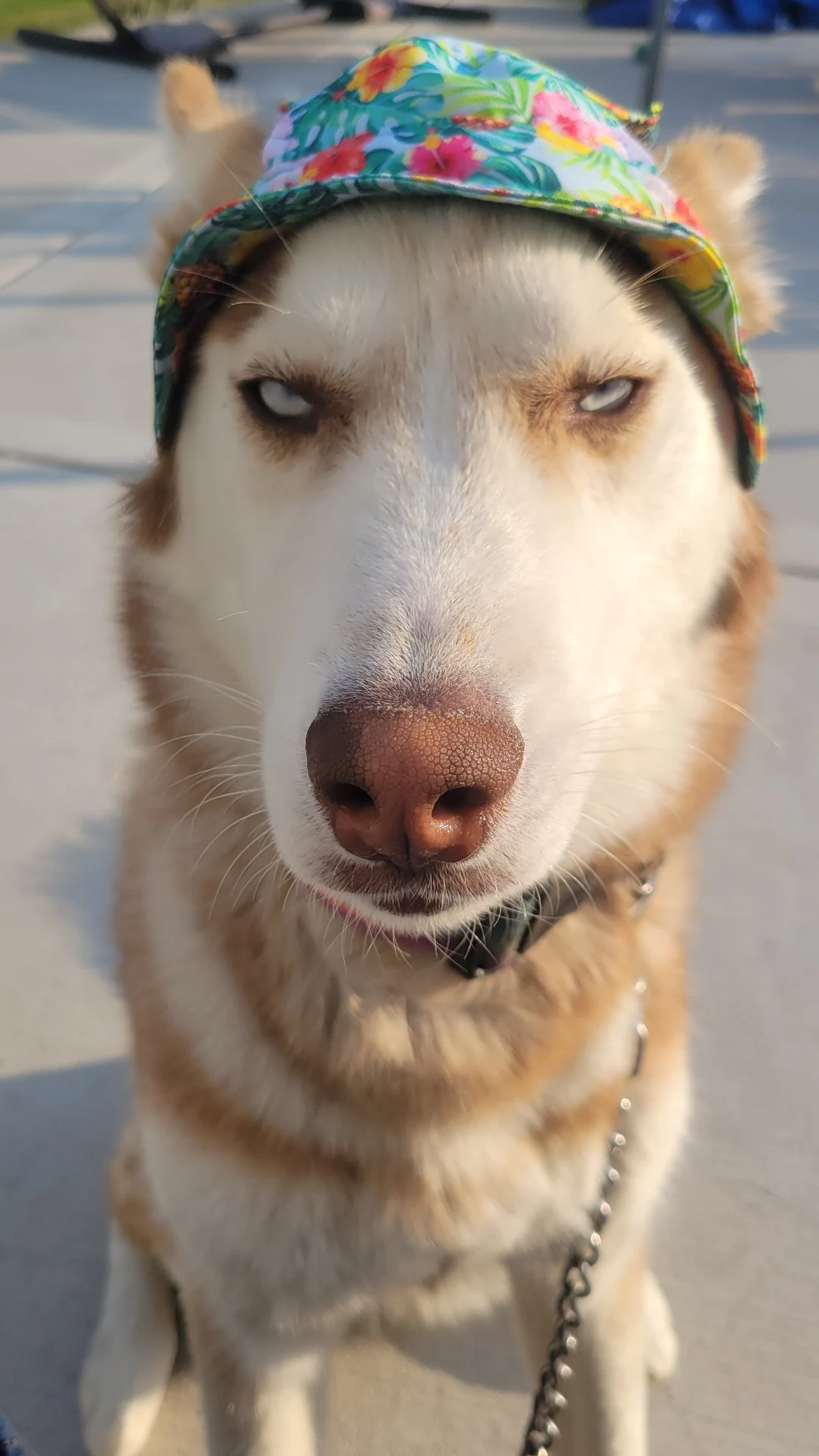 Happy Summer! 🌞 Doesn't he look soooo happy? 😅 | Scrolller