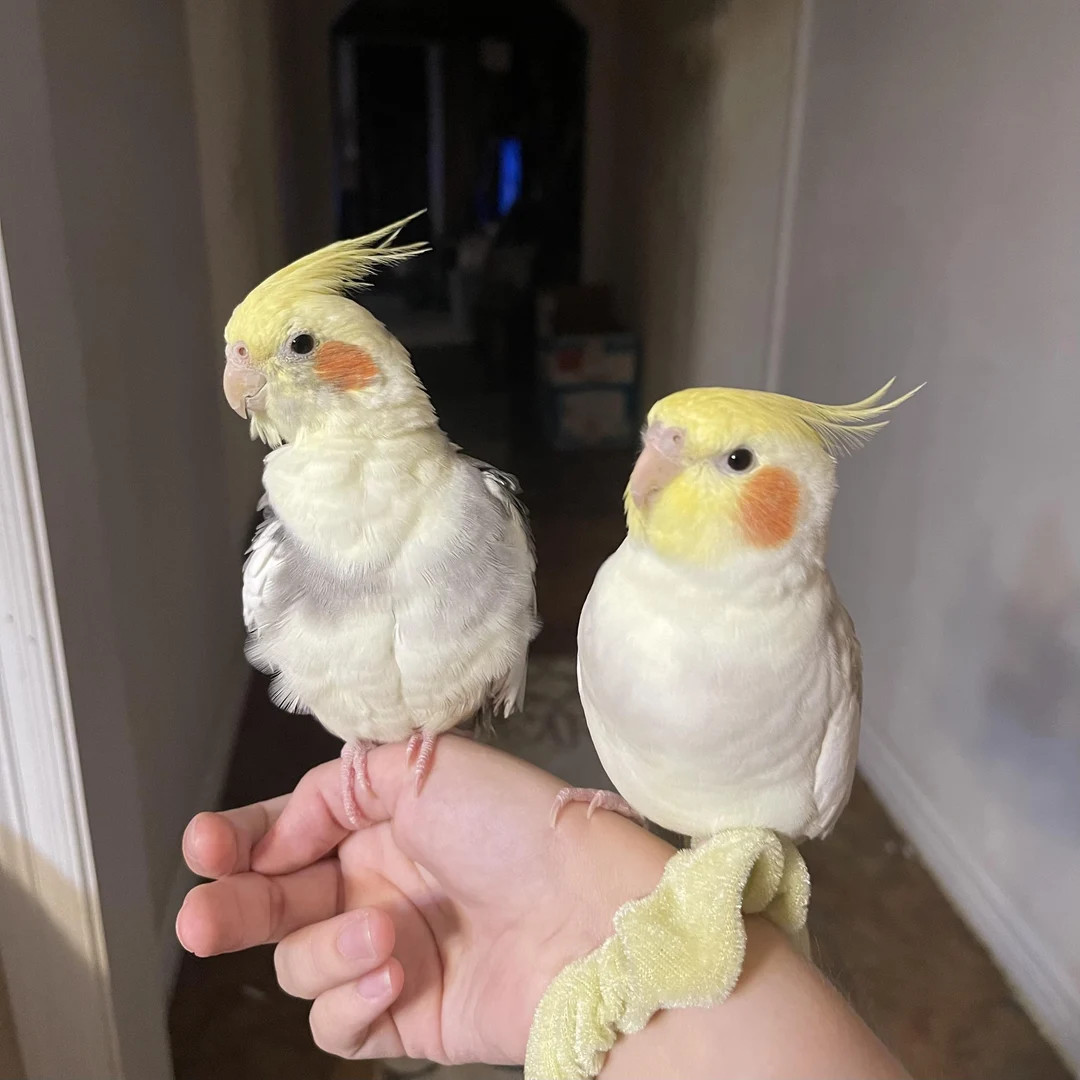 2 pretty birds 🥹 | Scrolller