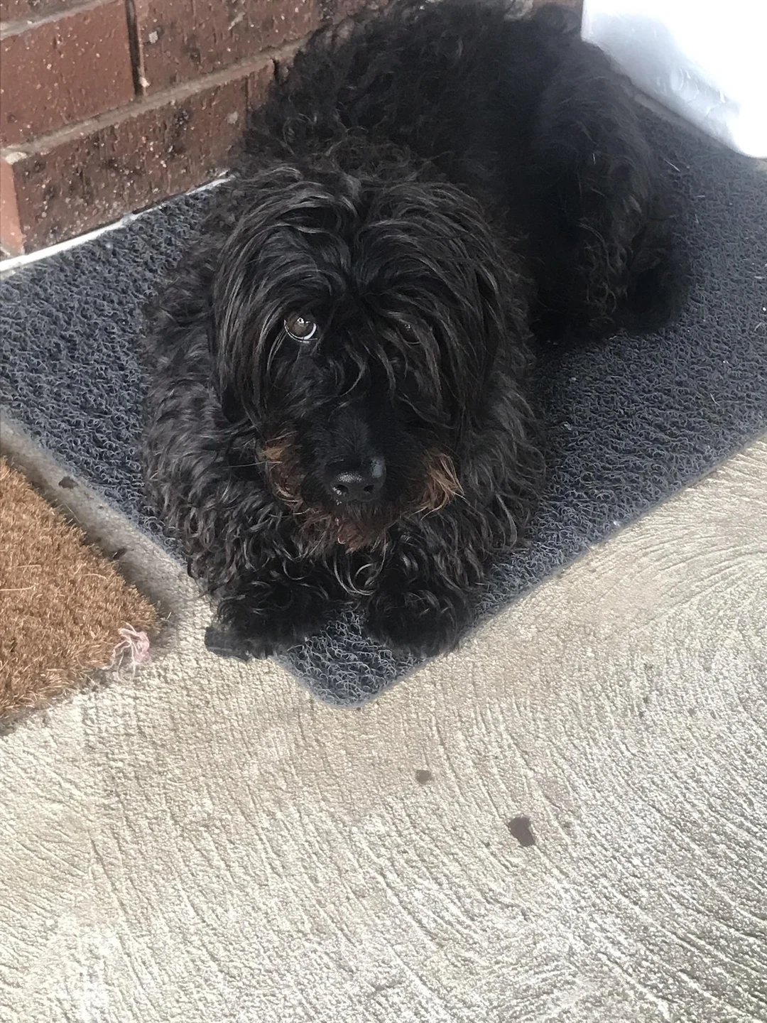 Daily pics of the dog - Day 52 | Scrolller