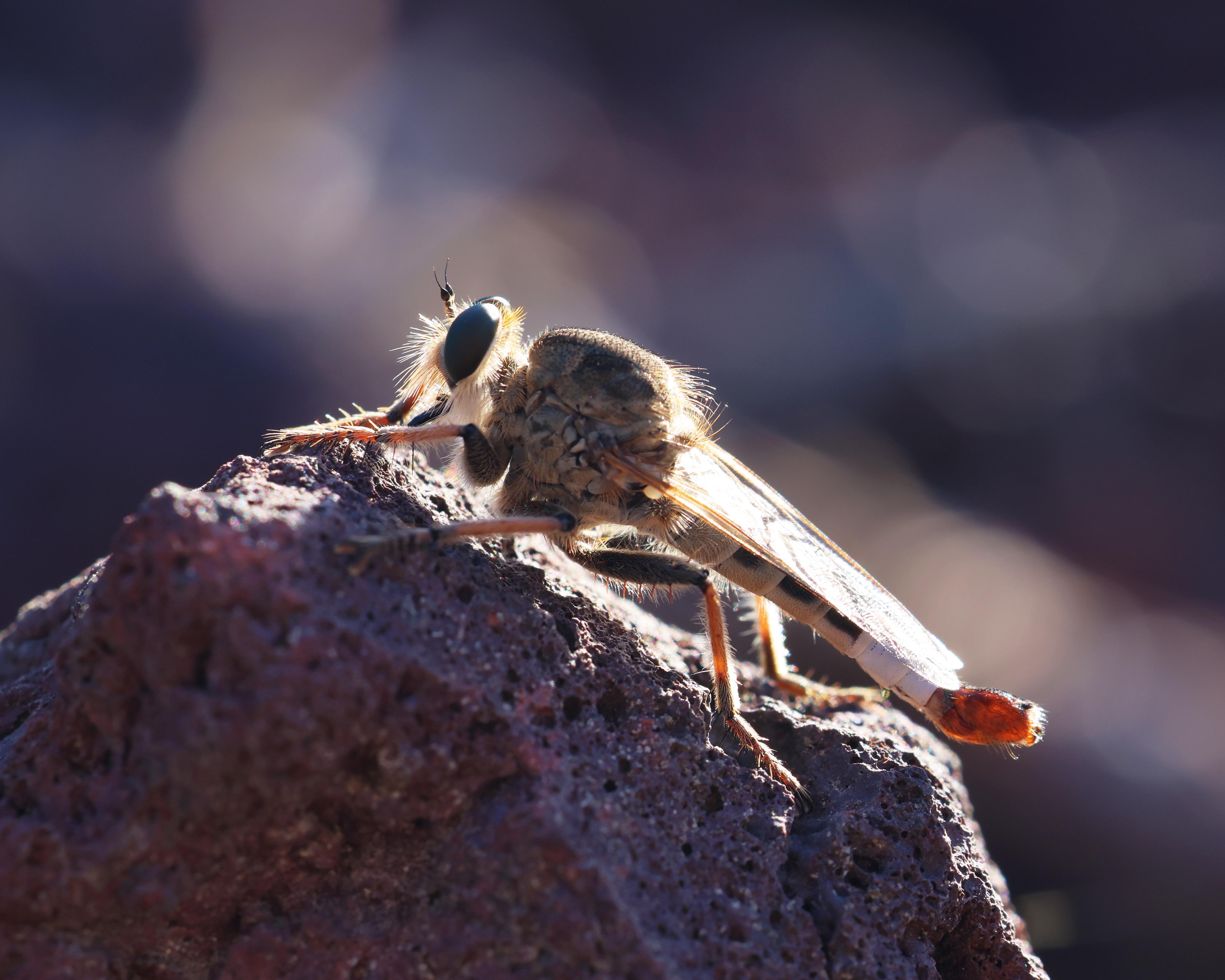 Robber fly in the early morning | Scrolller