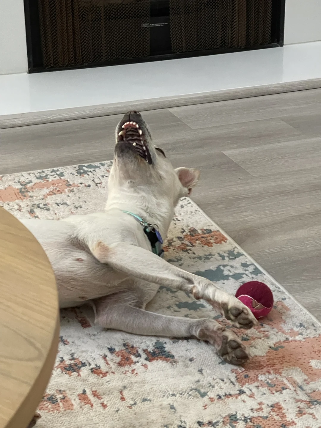 Half Jindo, Half Goblin | Scrolller