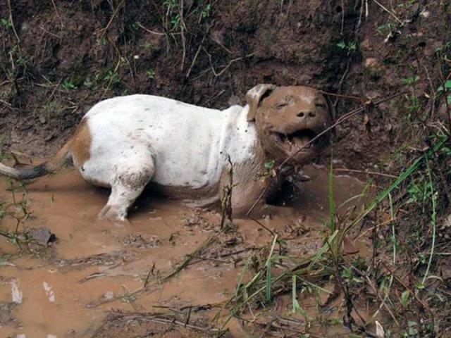 Mud bath time | Scrolller