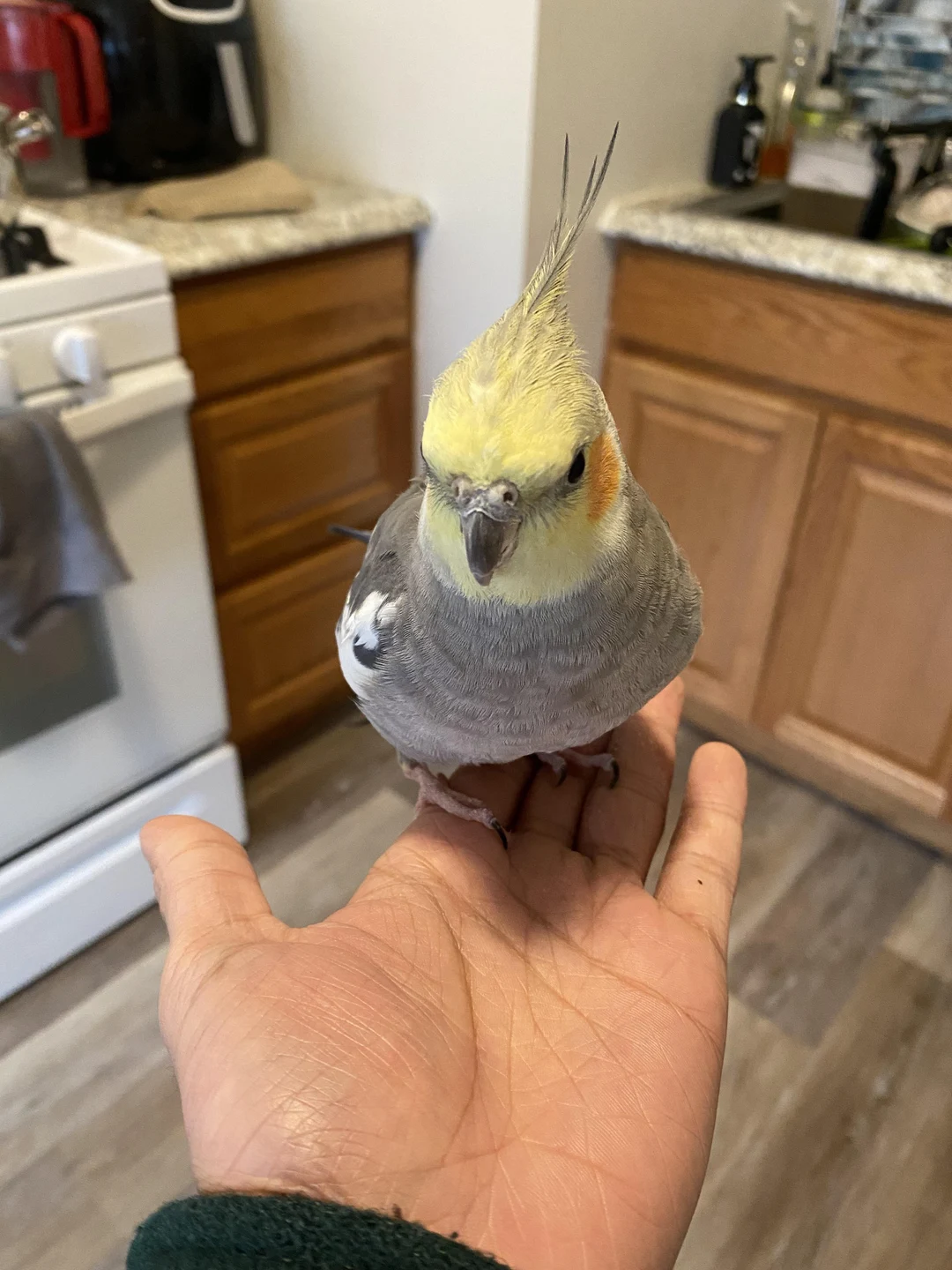 Peebo, moments after eating a singular Cheerio | Scrolller