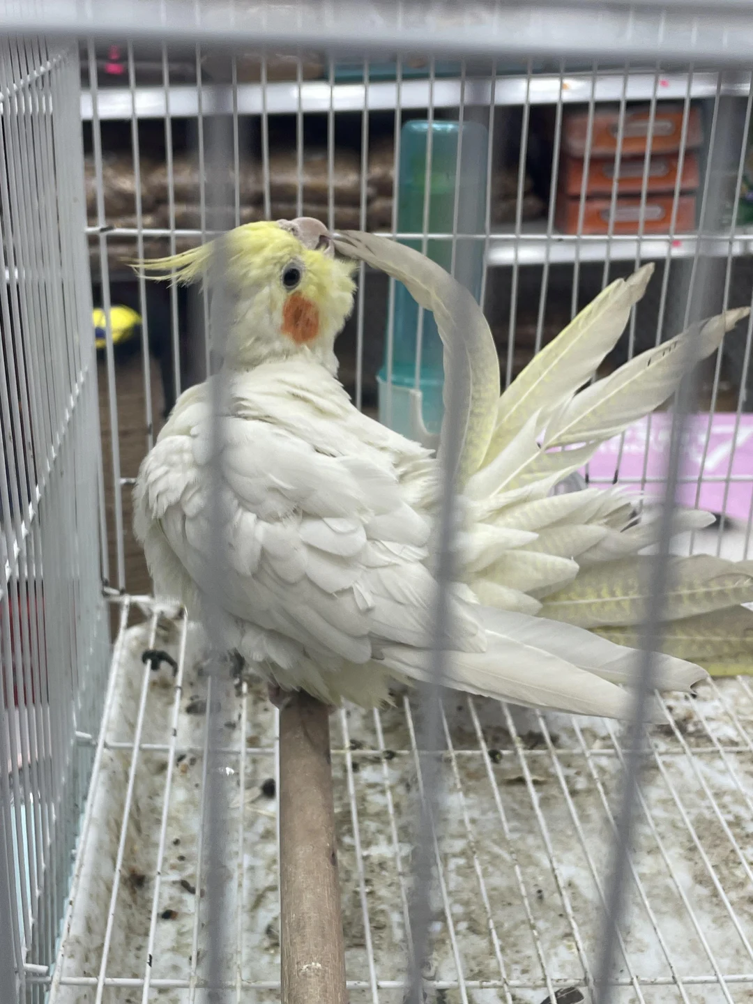 the way they clean their feathers is so cute | Scrolller