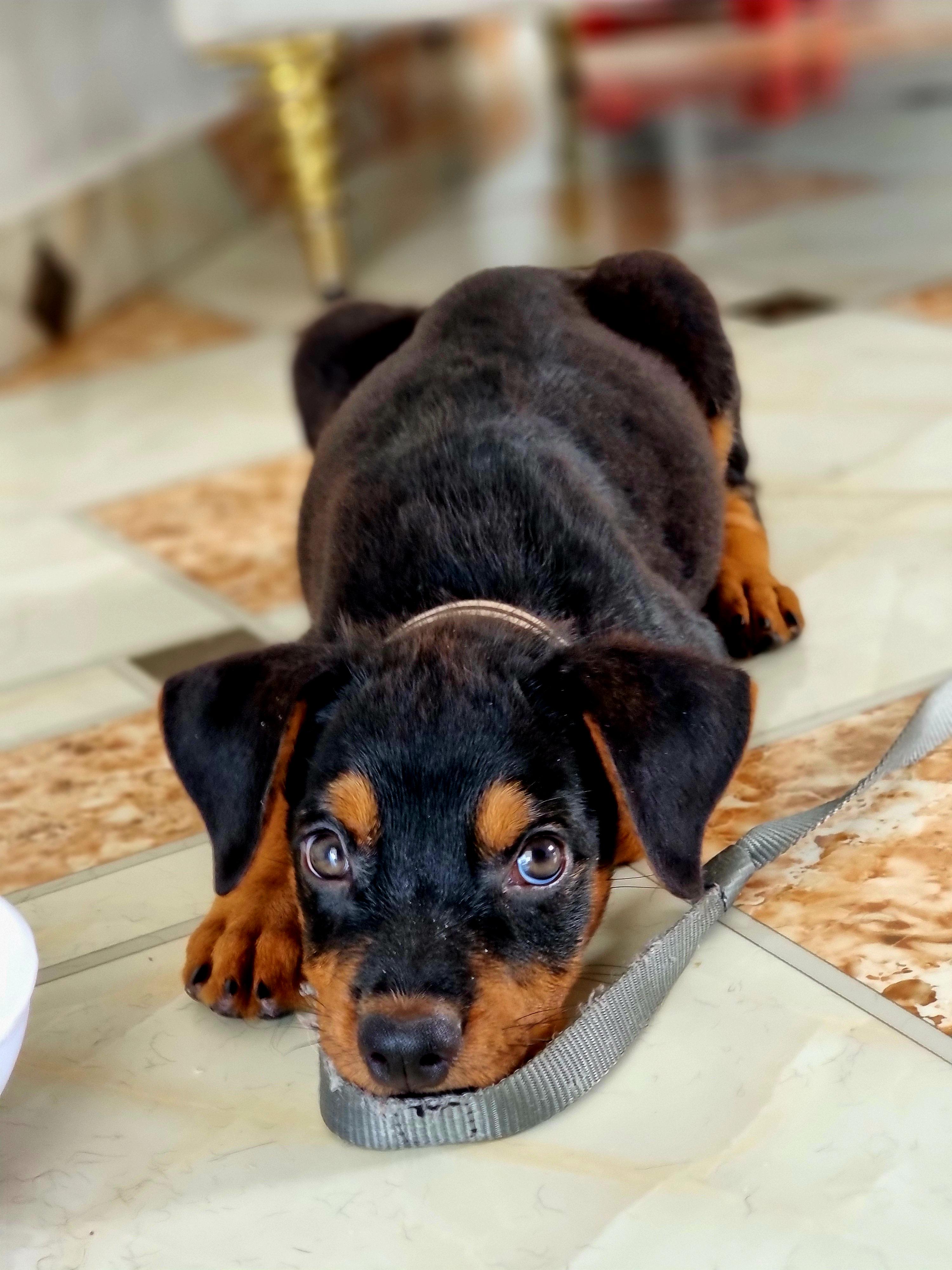 Meet Mia | Scrolller