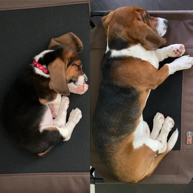 Look at those pink paw pads!!! 💞 | Scrolller