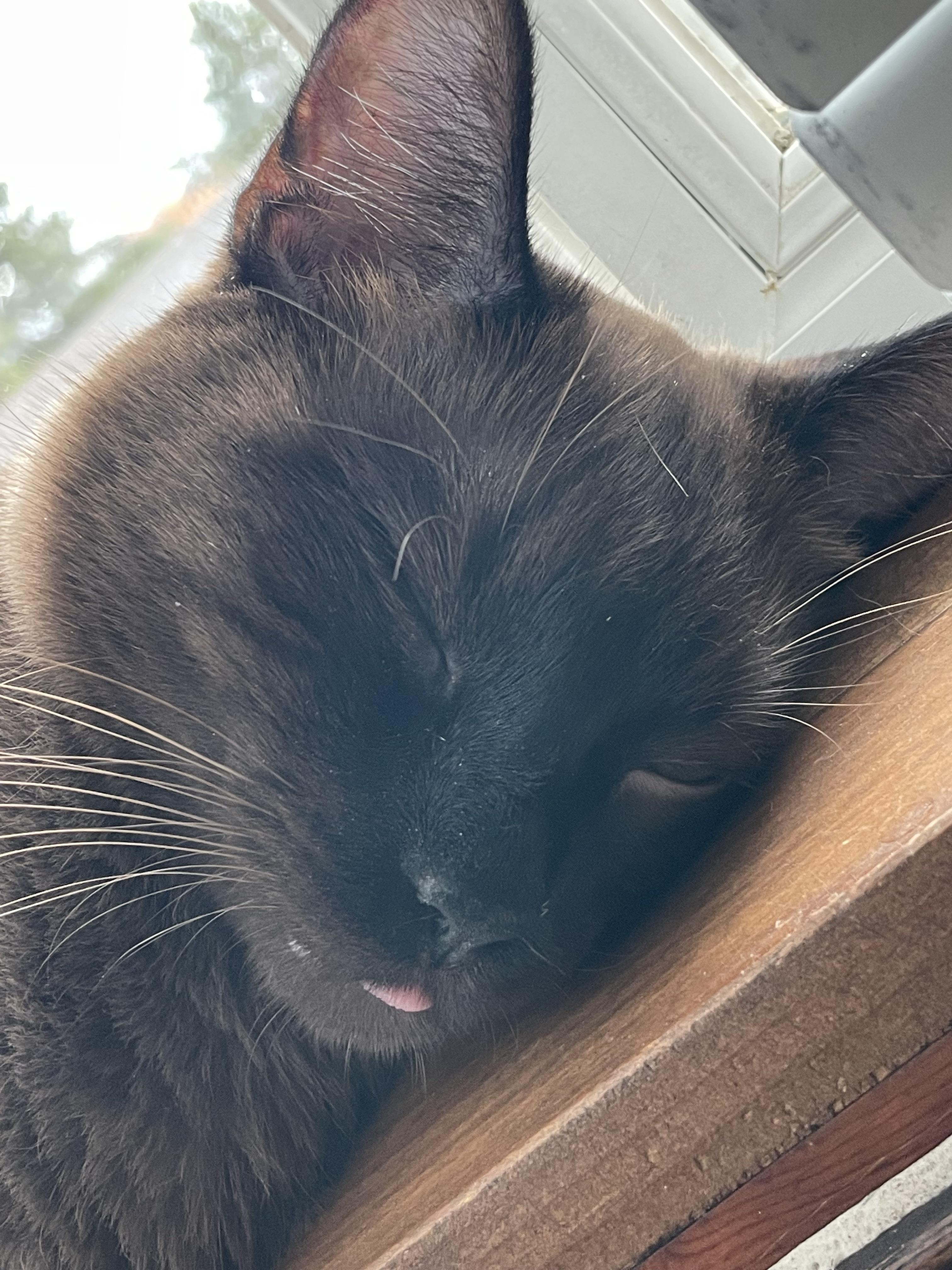 Window sill blep | Scrolller