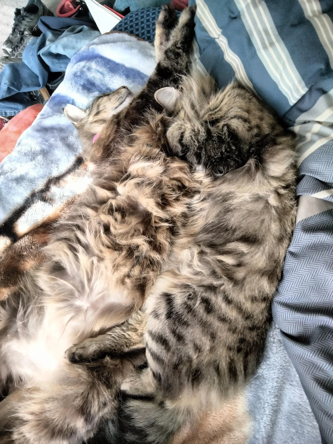 Floof pile | Scrolller