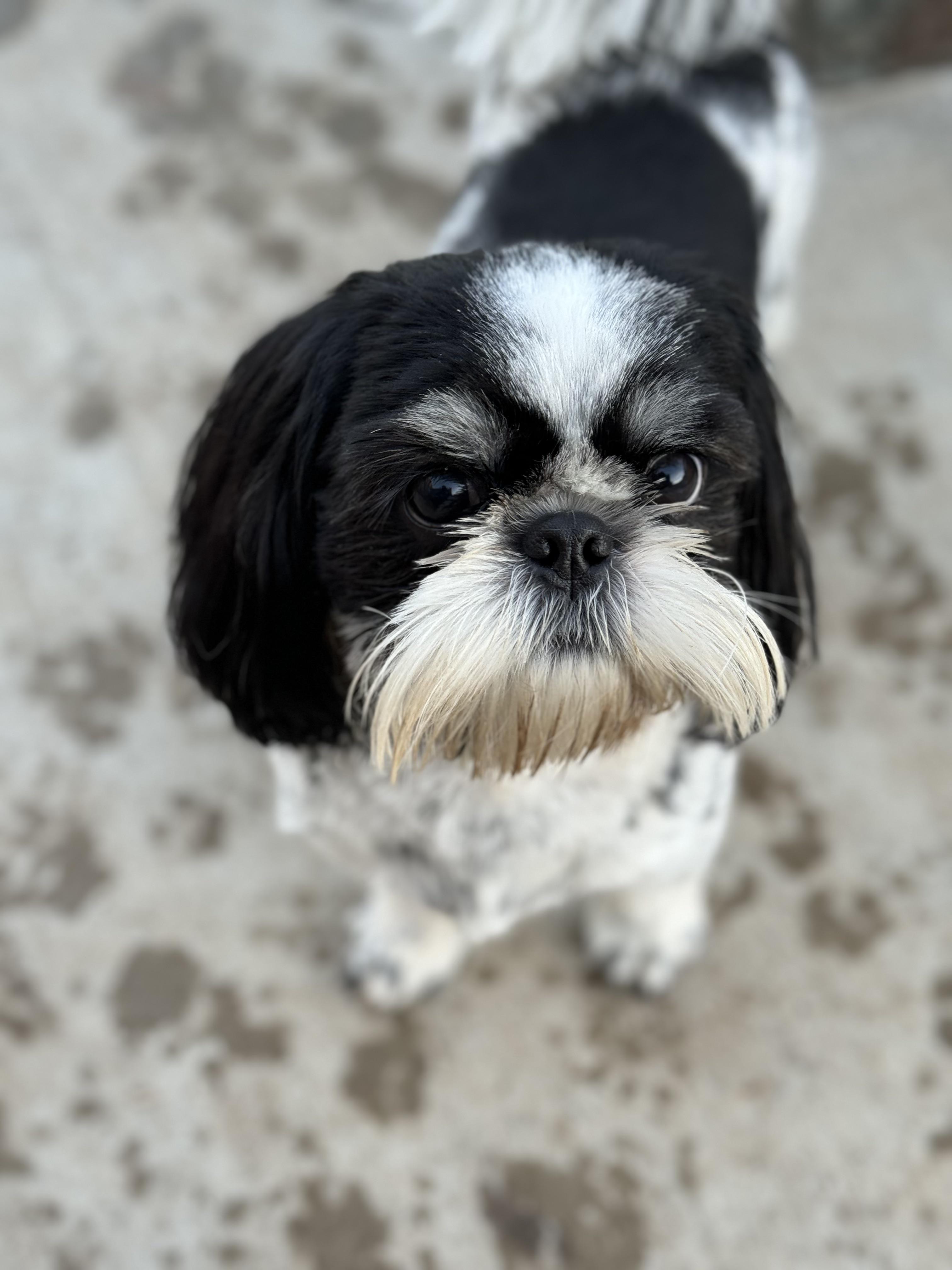 Shih Tzu eyebrows? | Scrolller