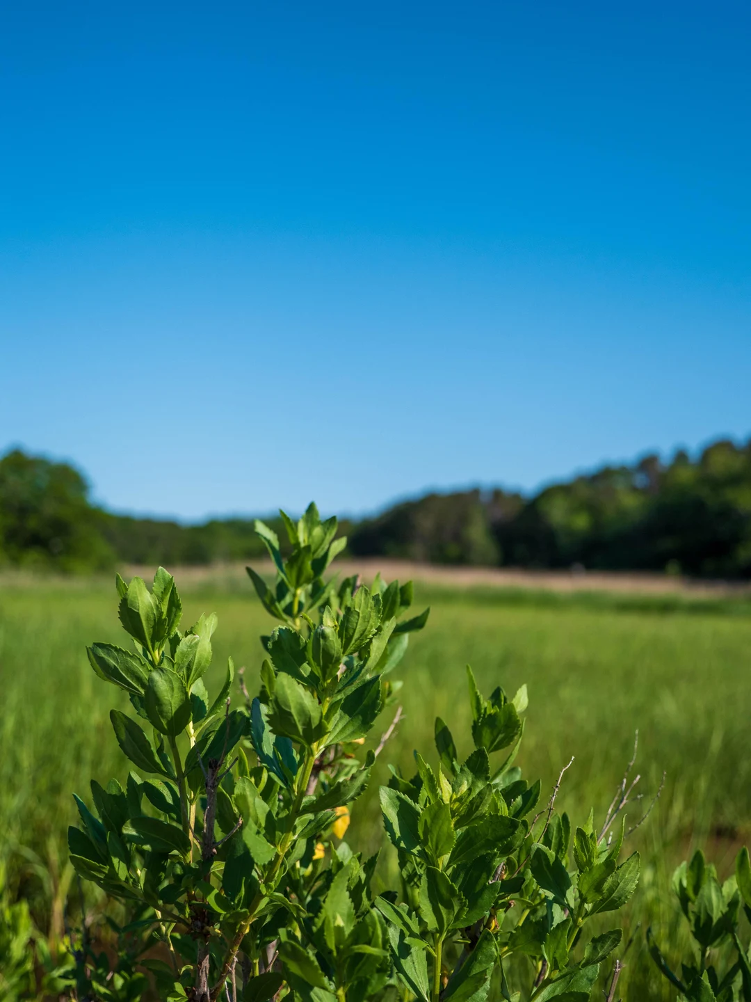 Flowering Plant in Cape Cod Massachusetts [OC] [3888x5184] | Scrolller