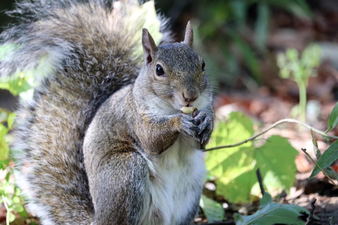 Squirrelly Peanut Party in the Park | Scrolller