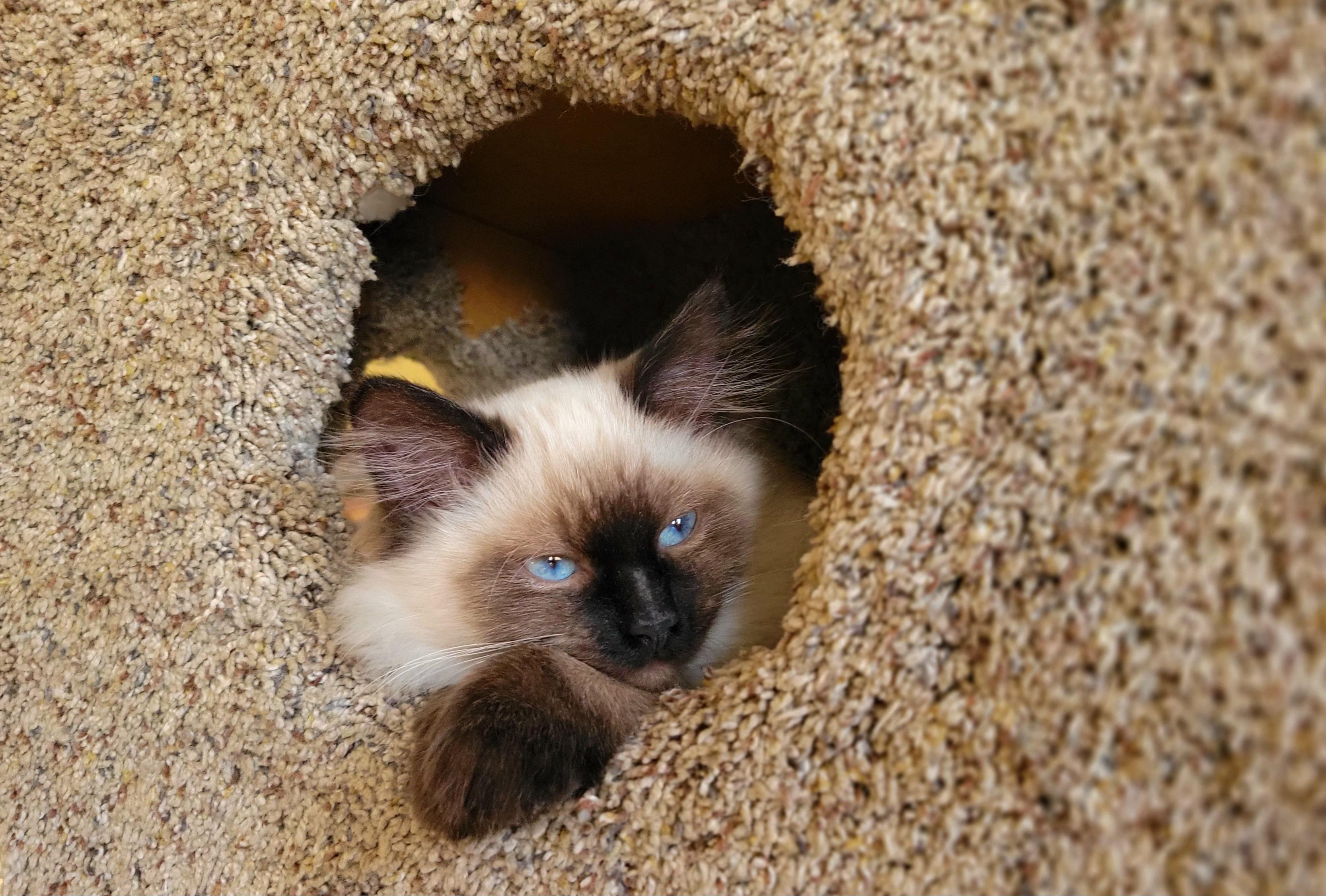 Cosmo, prince of the cat tower. | Scrolller