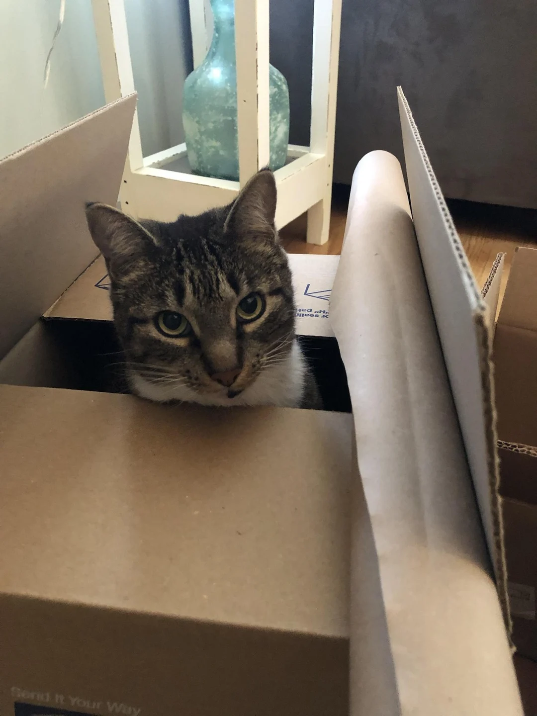 A Locke in a box and Vampire Panther. | Scrolller