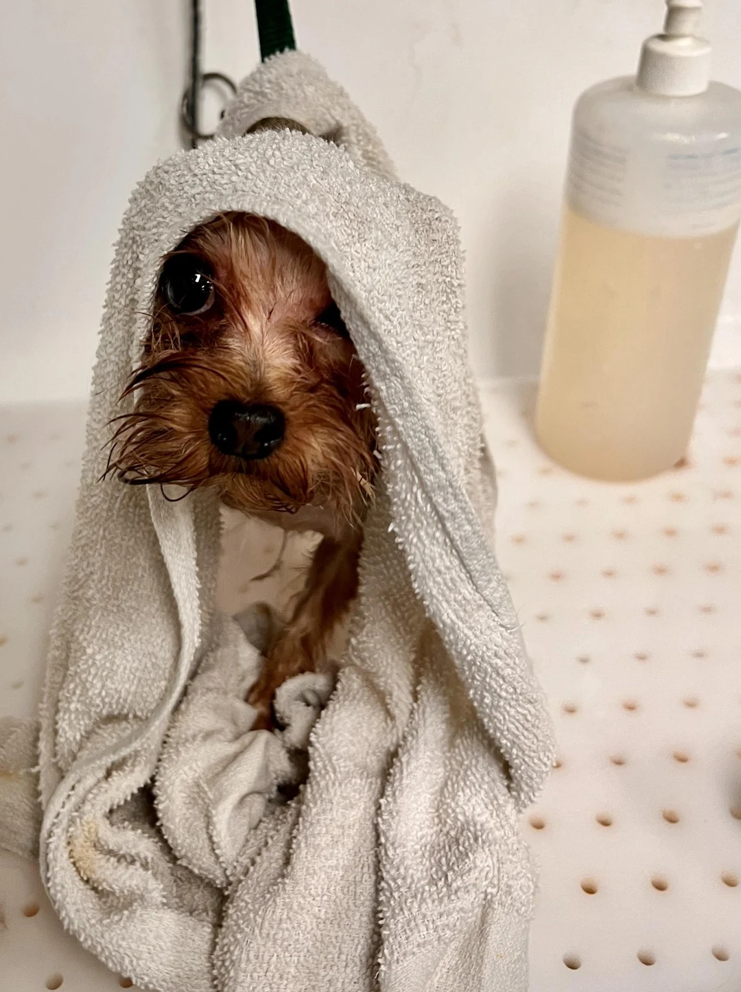A very tiny pupper came in for a bath today. | Scrolller