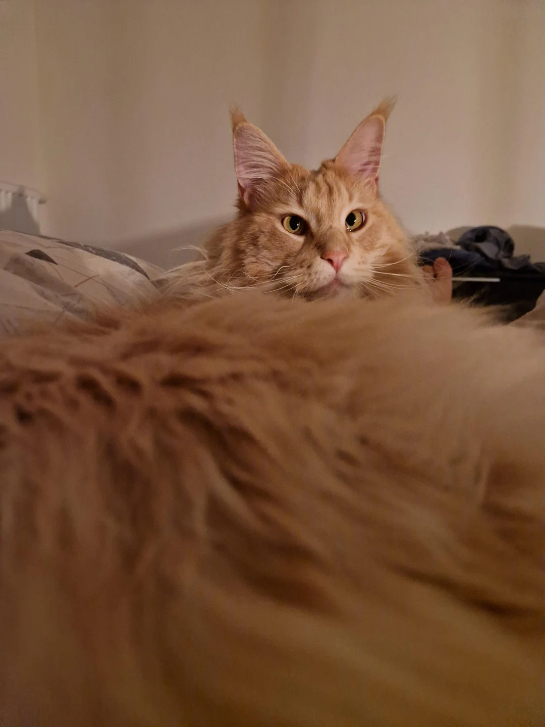 Ahoy captain! I've spotted a sea of fur ⛵️ | Scrolller