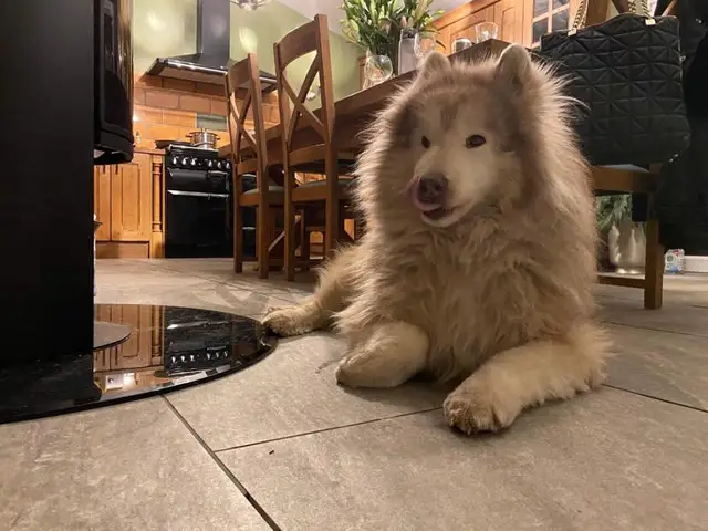 This is Nekko. He is floof | Scrolller