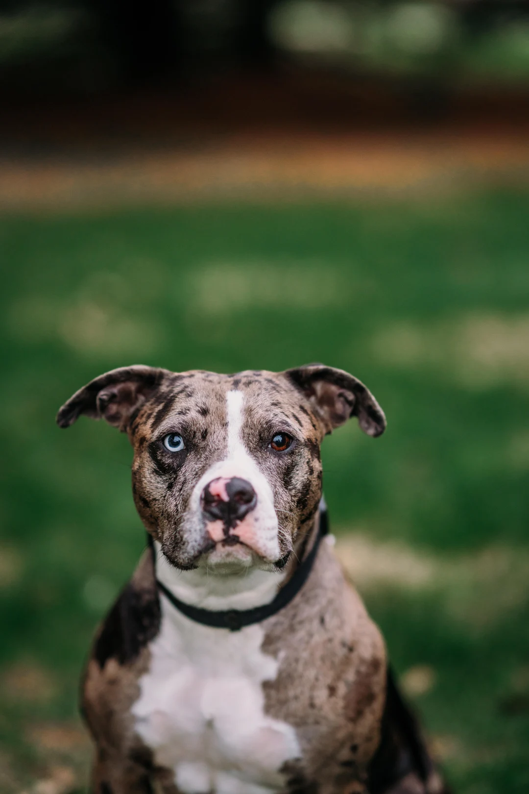 Margot The Rescue! | Scrolller