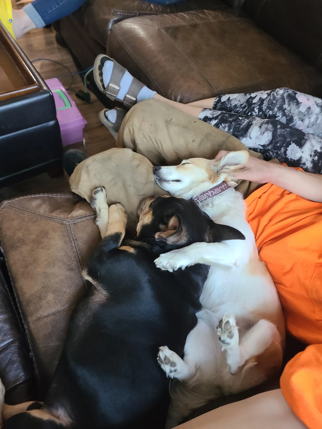 Best buddies. | Scrolller