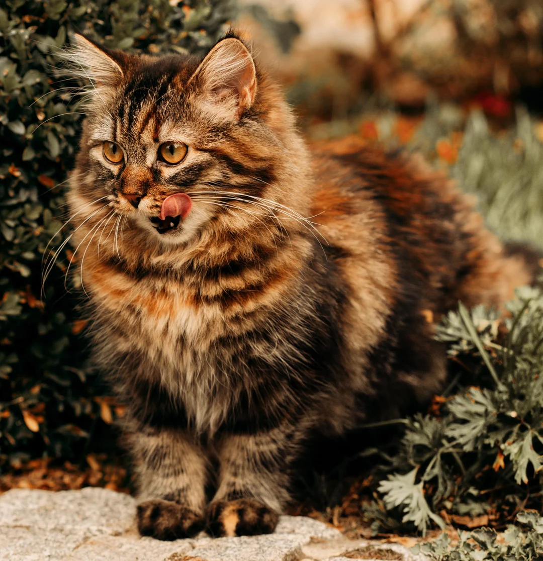 Little Miso | Scrolller