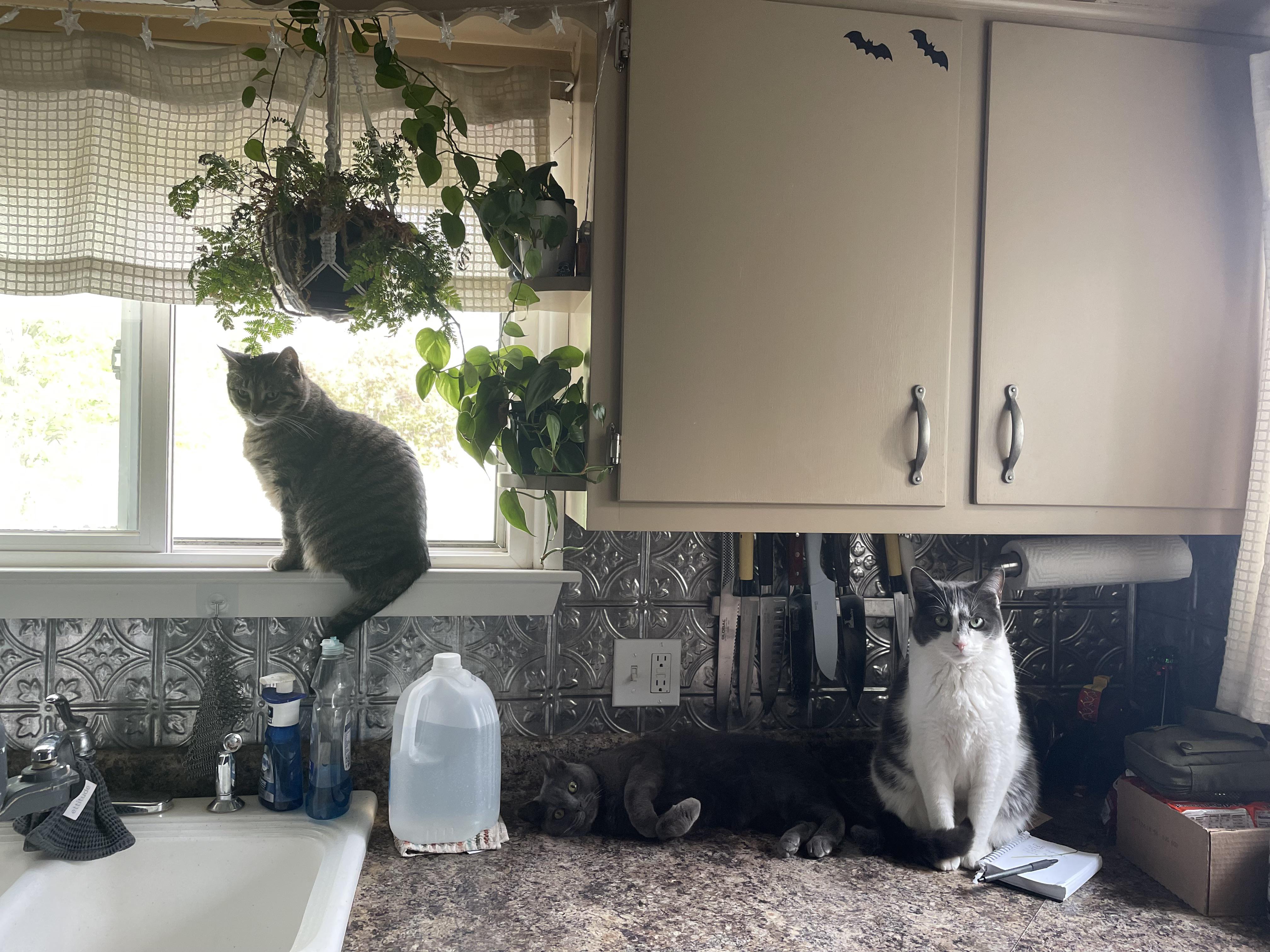 The crew | Scrolller