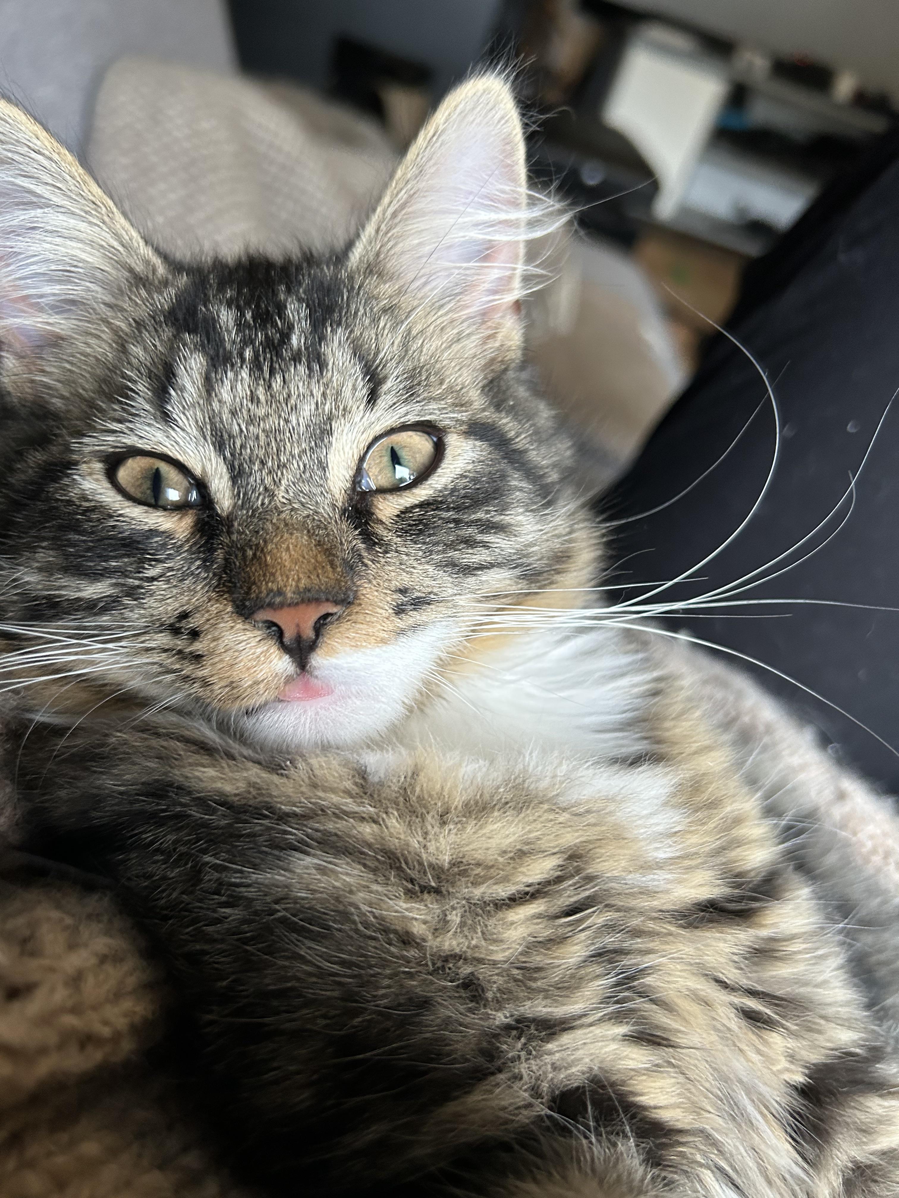 Rodricks first blep since I got him😻😻 | Scrolller