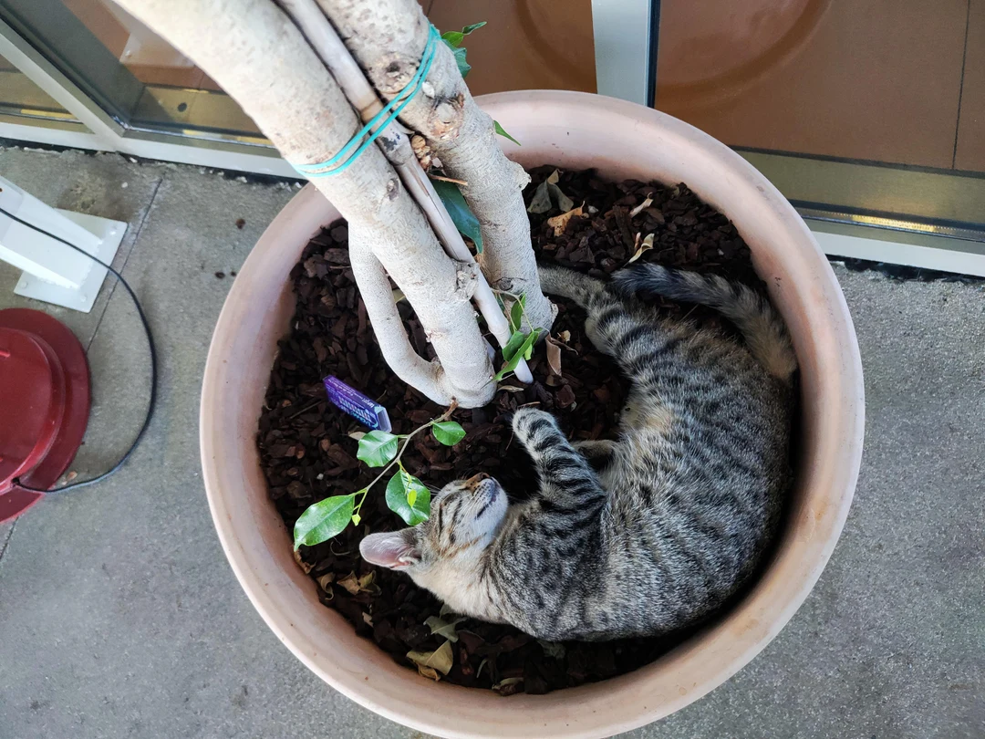 A nice potted cat from Greece | Scrolller
