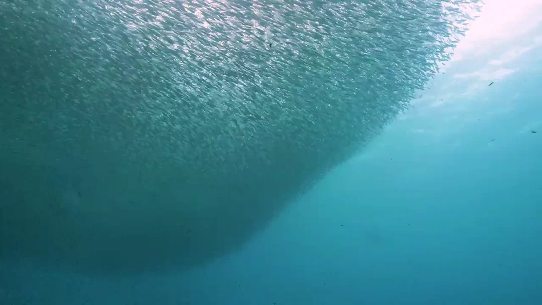 My first bait ball experience in Raja Ampat | Scrolller