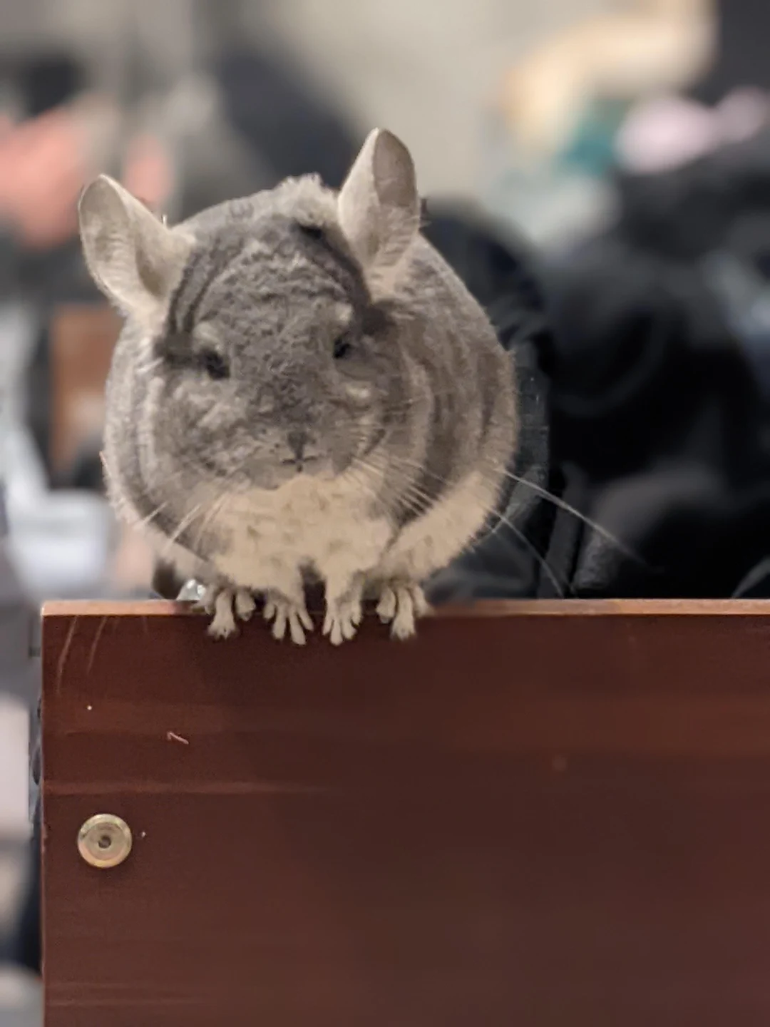 Meet my daughter's pet Mochi! | Scrolller