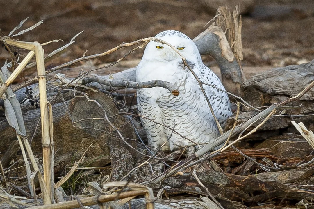 Snowy owl | Scrolller