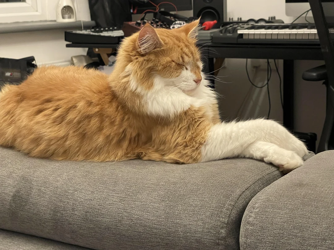 Sleepy Mainecoon floof | Scrolller