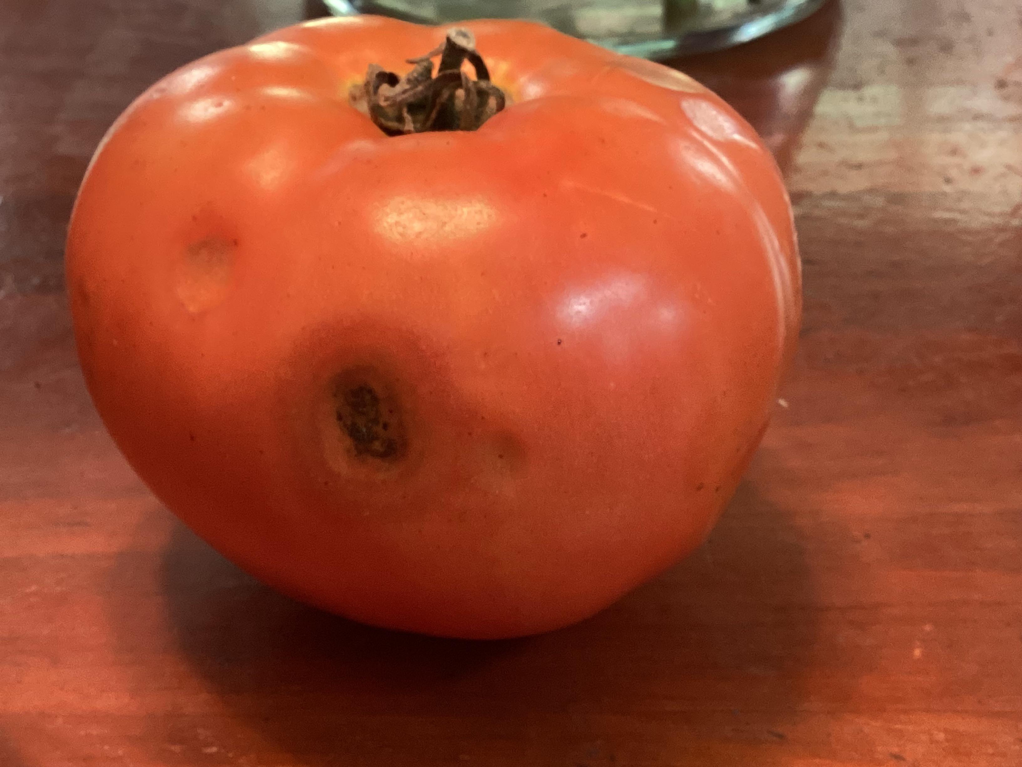 Beautiful When Picked. Almost Ripe, Then This Happened in the Window Sill. Ouch… | Scrolller