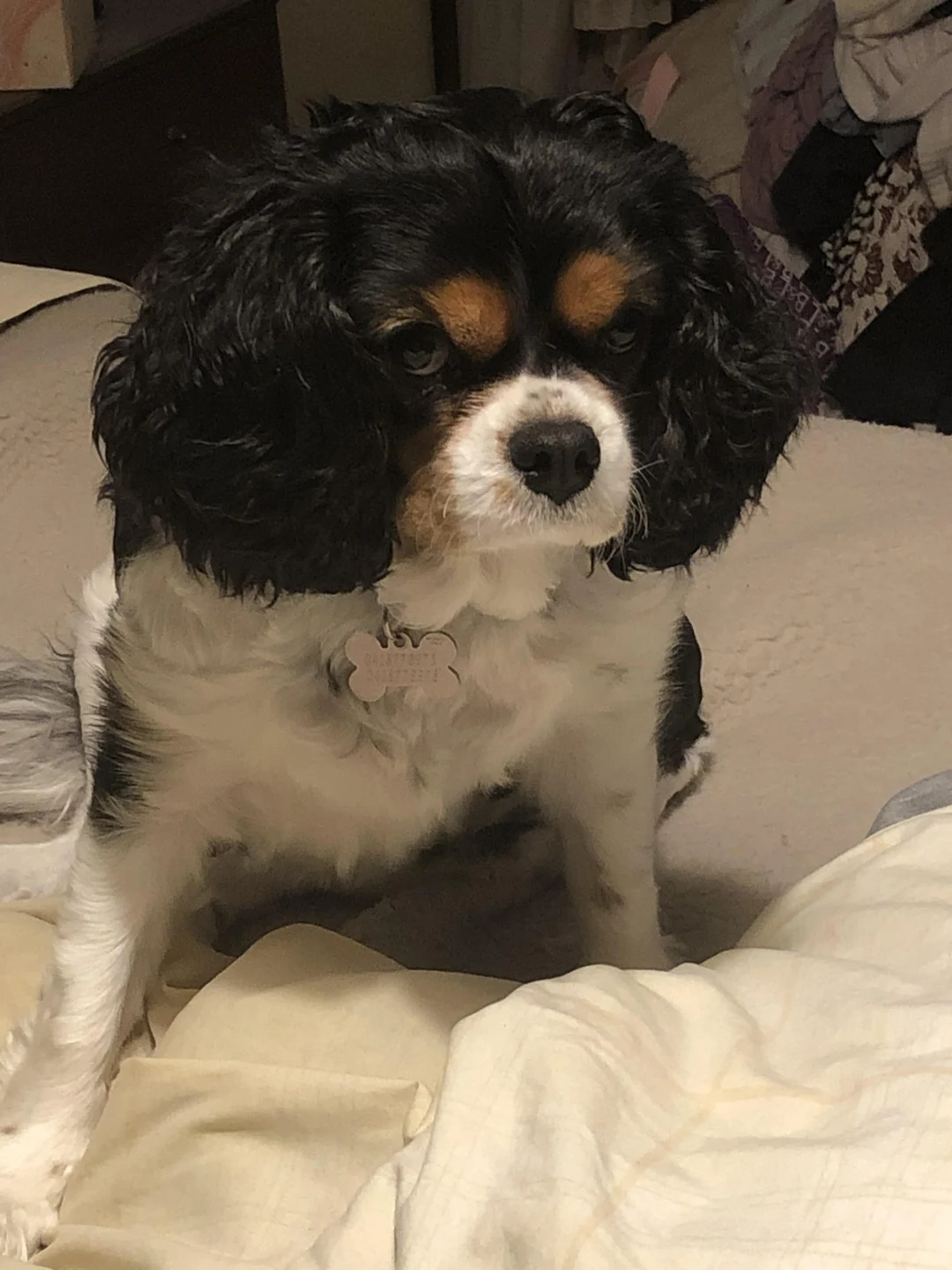 Bellatrix showing her sass on her great grandparents bed | Scrolller