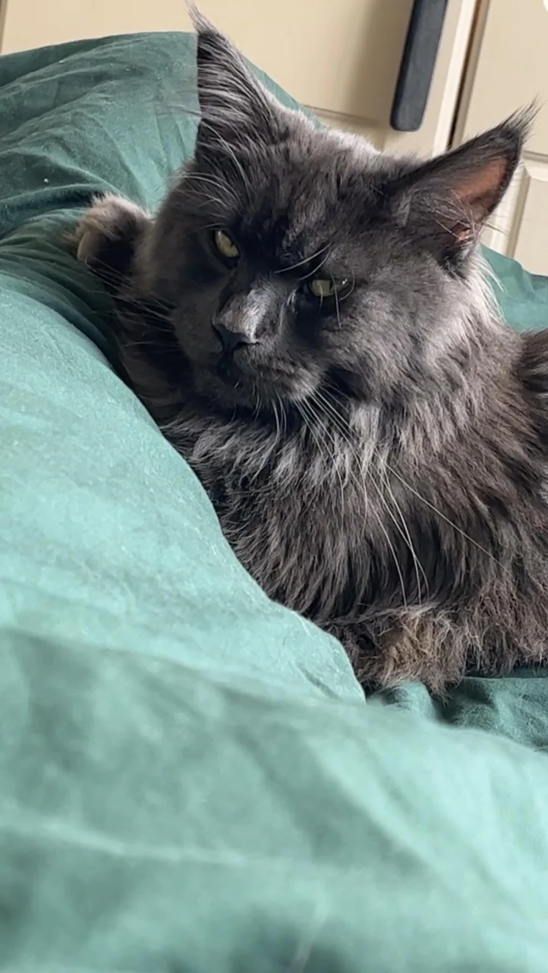 My grumpy Artie | Scrolller