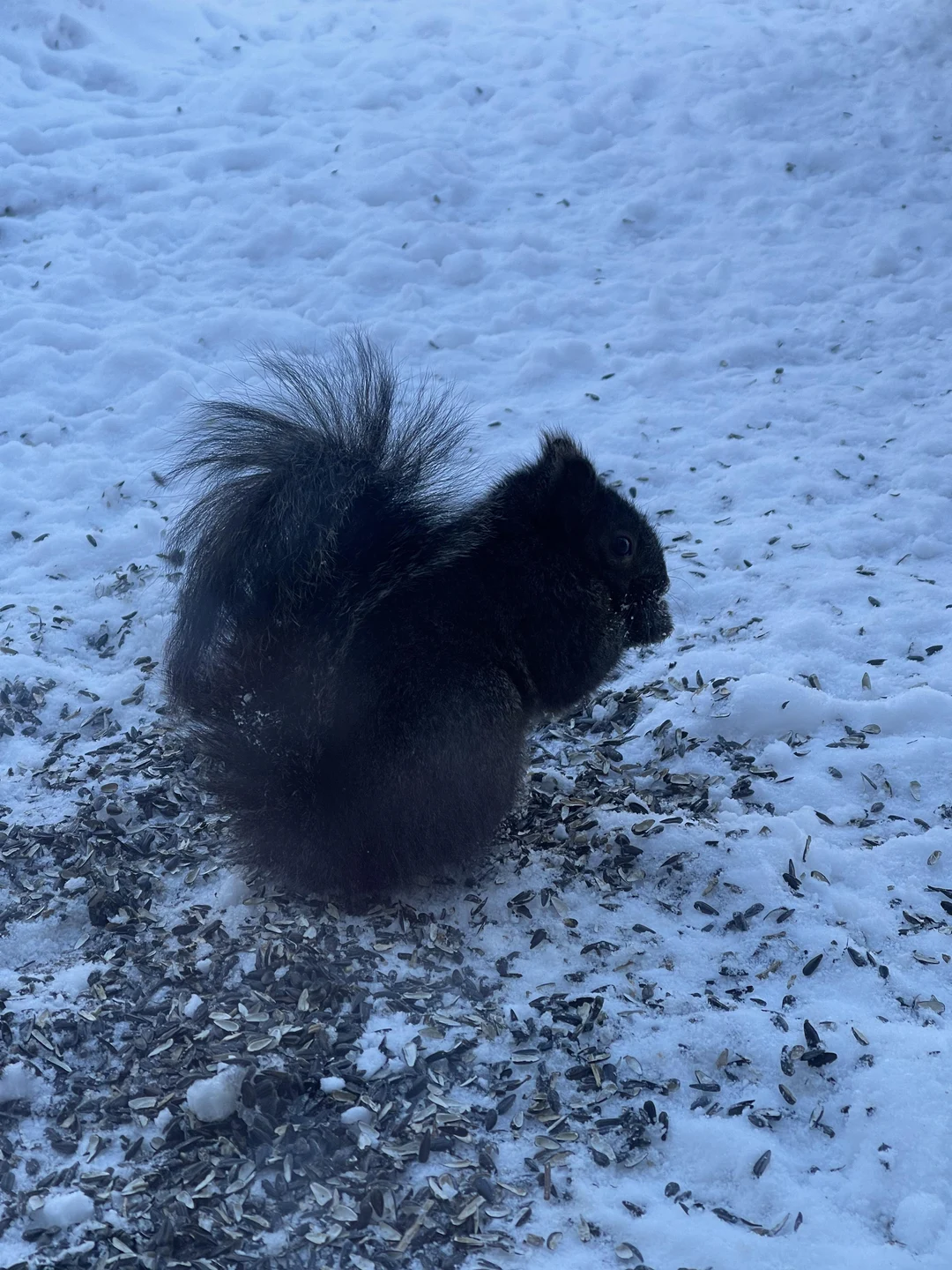 Special Visitor | Scrolller