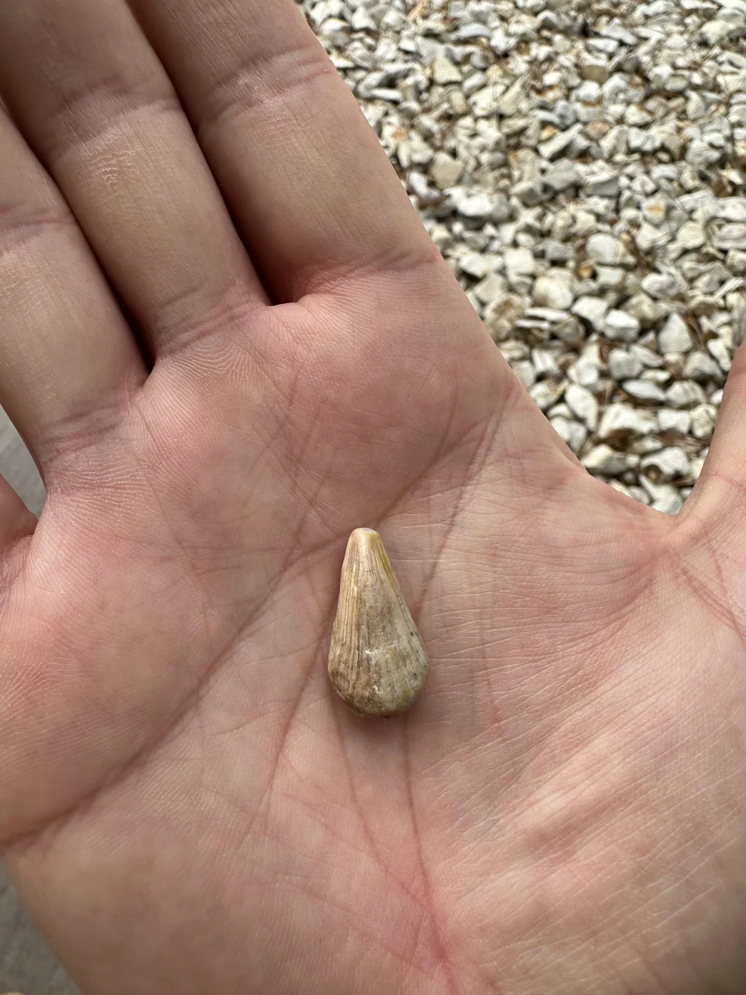 Fossilized tooth | Scrolller