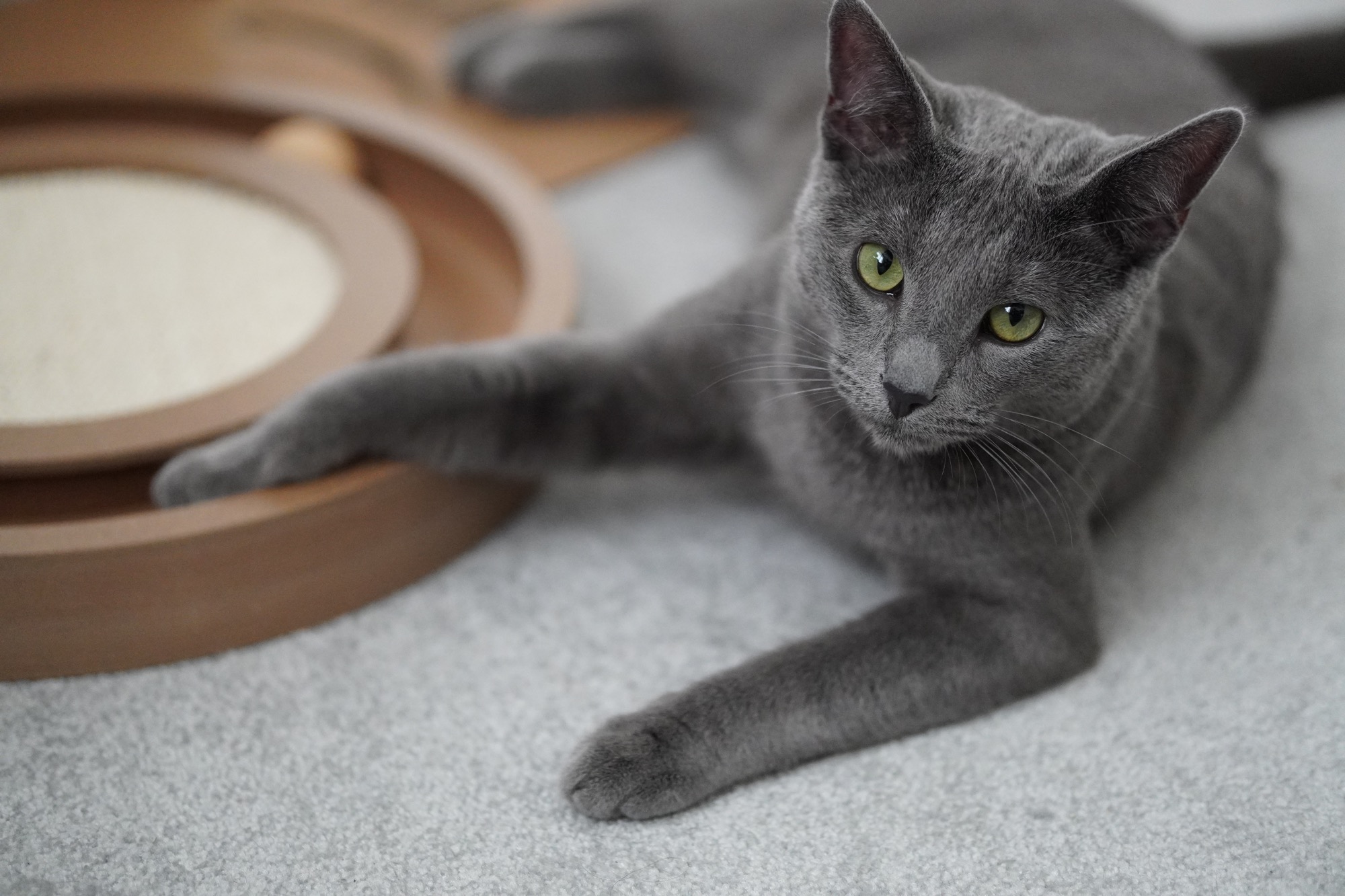 Albus and his favourite toy | Scrolller