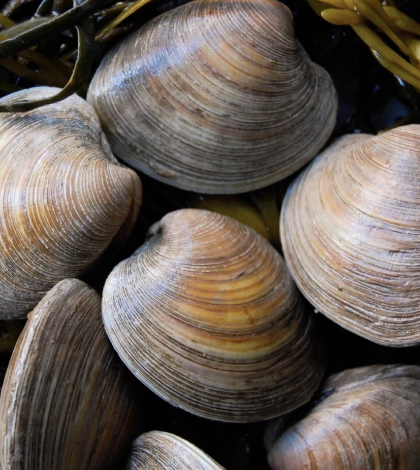 Discover more like Cocktails: Clam juice and Related Content | Scrolller